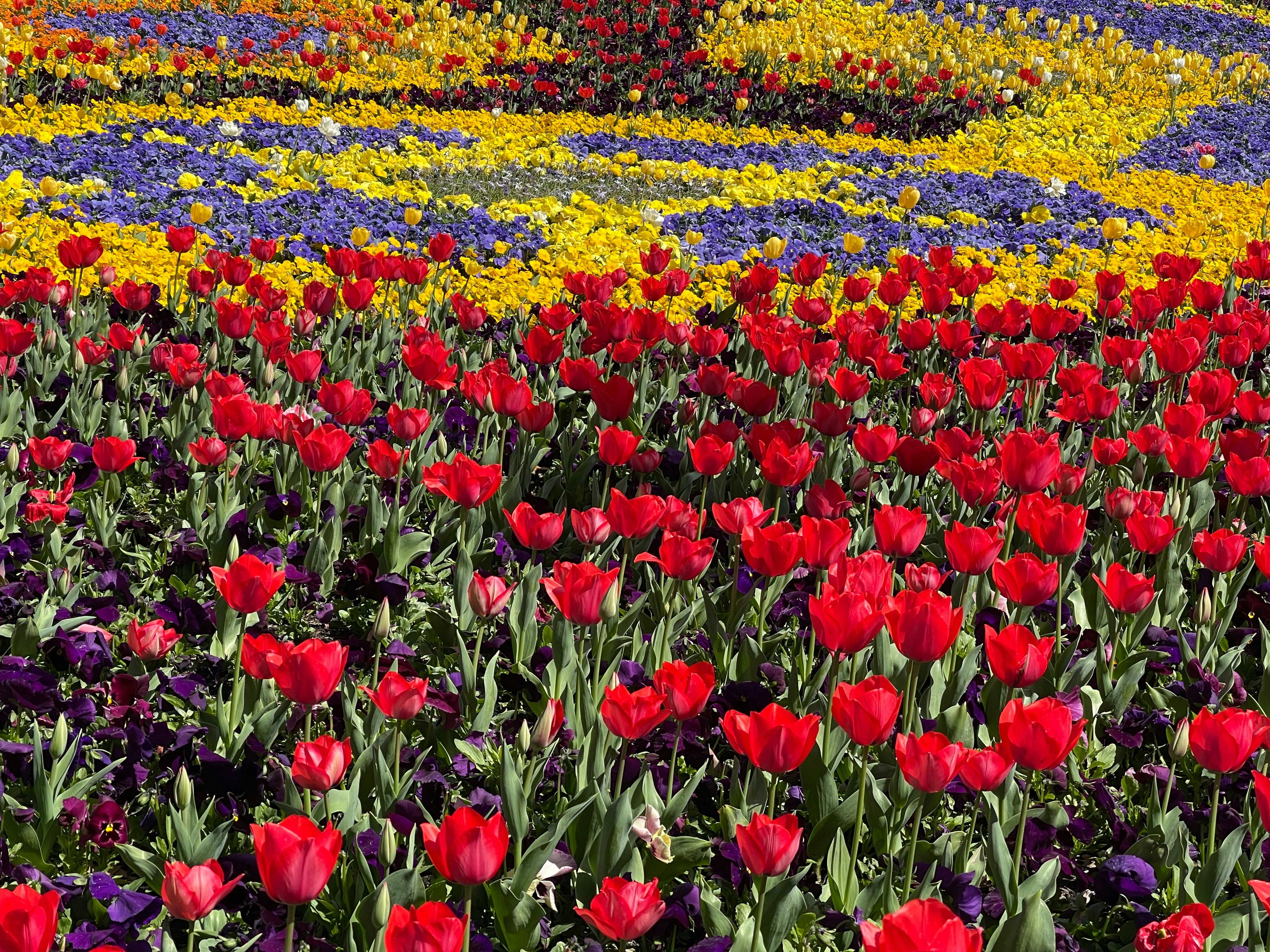 Vibrant red tulips interspersed with purple and yellow flowers create a colorful floral mosaic in a garden setting.