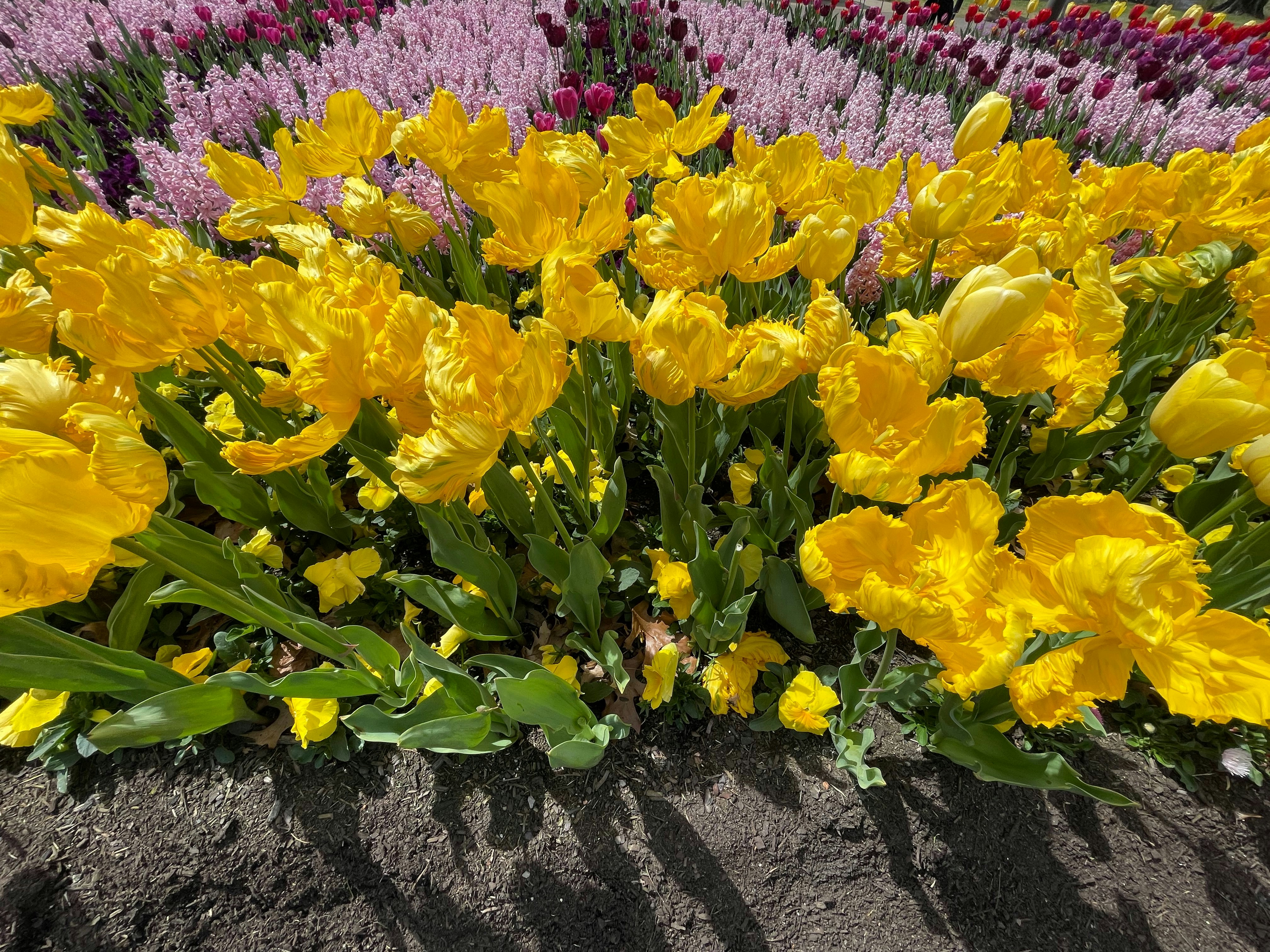 Sunlit Tulip Wave Along a Lavender Bed