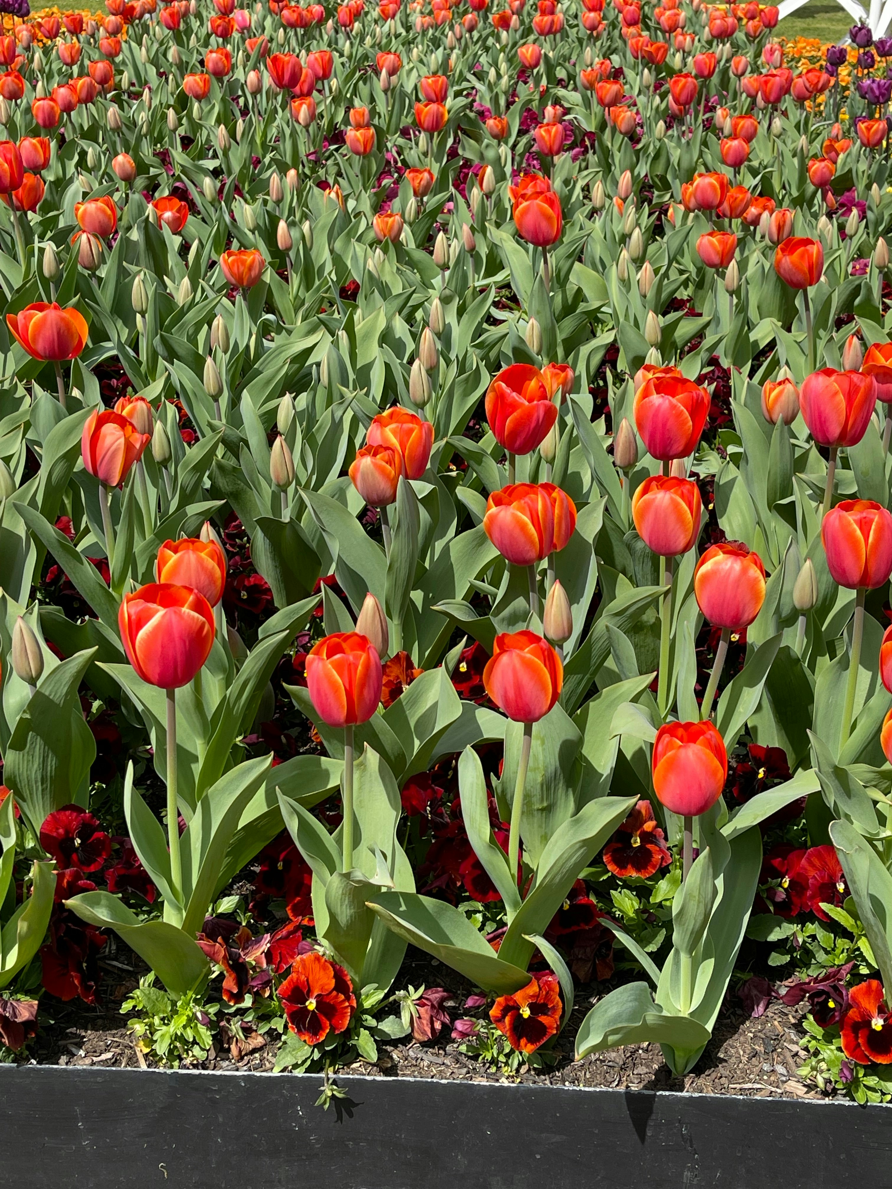 Crimson Tulips Tide Along a Garden Border