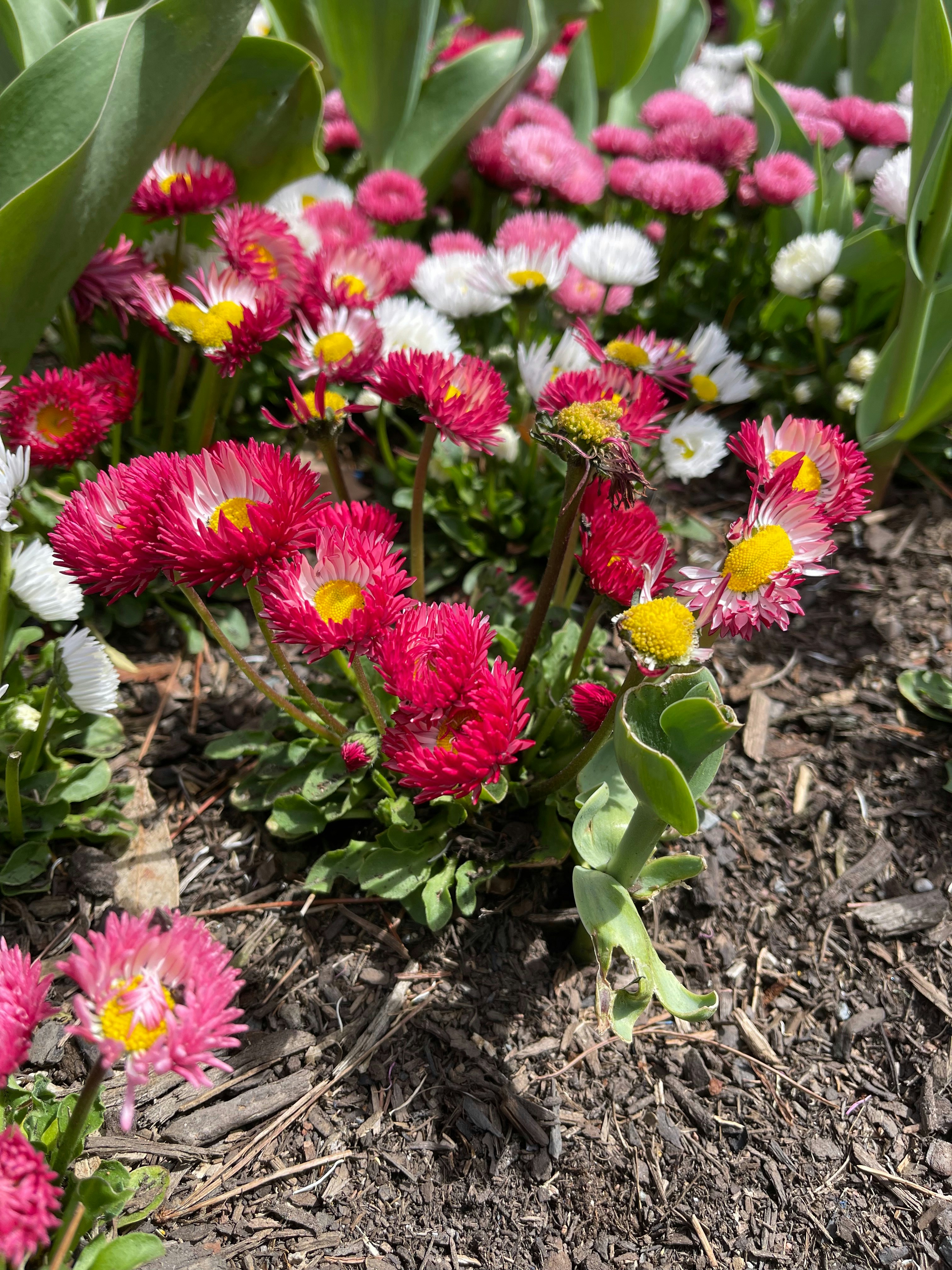 Flowers | Pink and white daisies bloom in a garden bed.