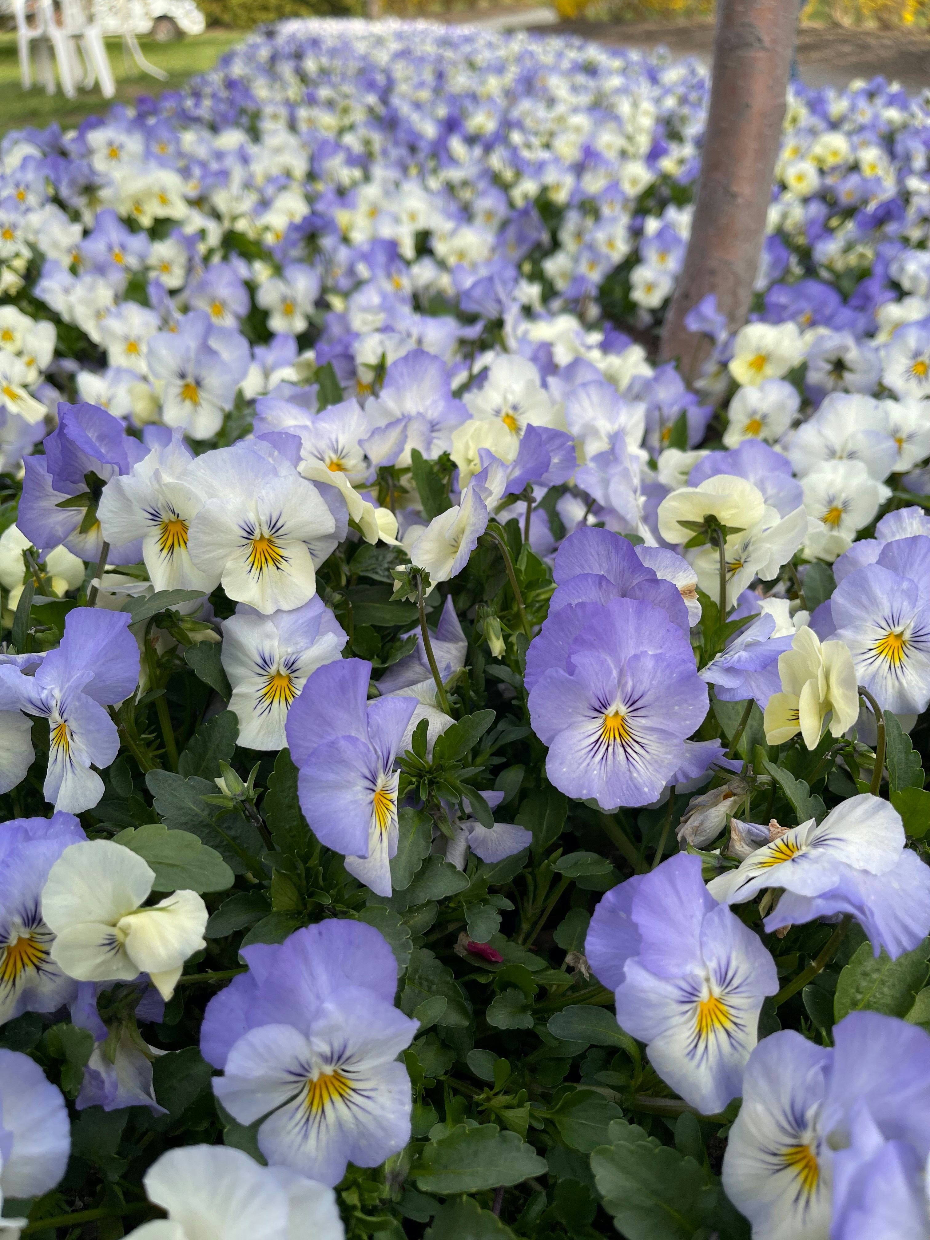 Vibrant pansies in shades of purple and white create a lush carpet of color beneath a tree, symbolizing the arrival of spring.