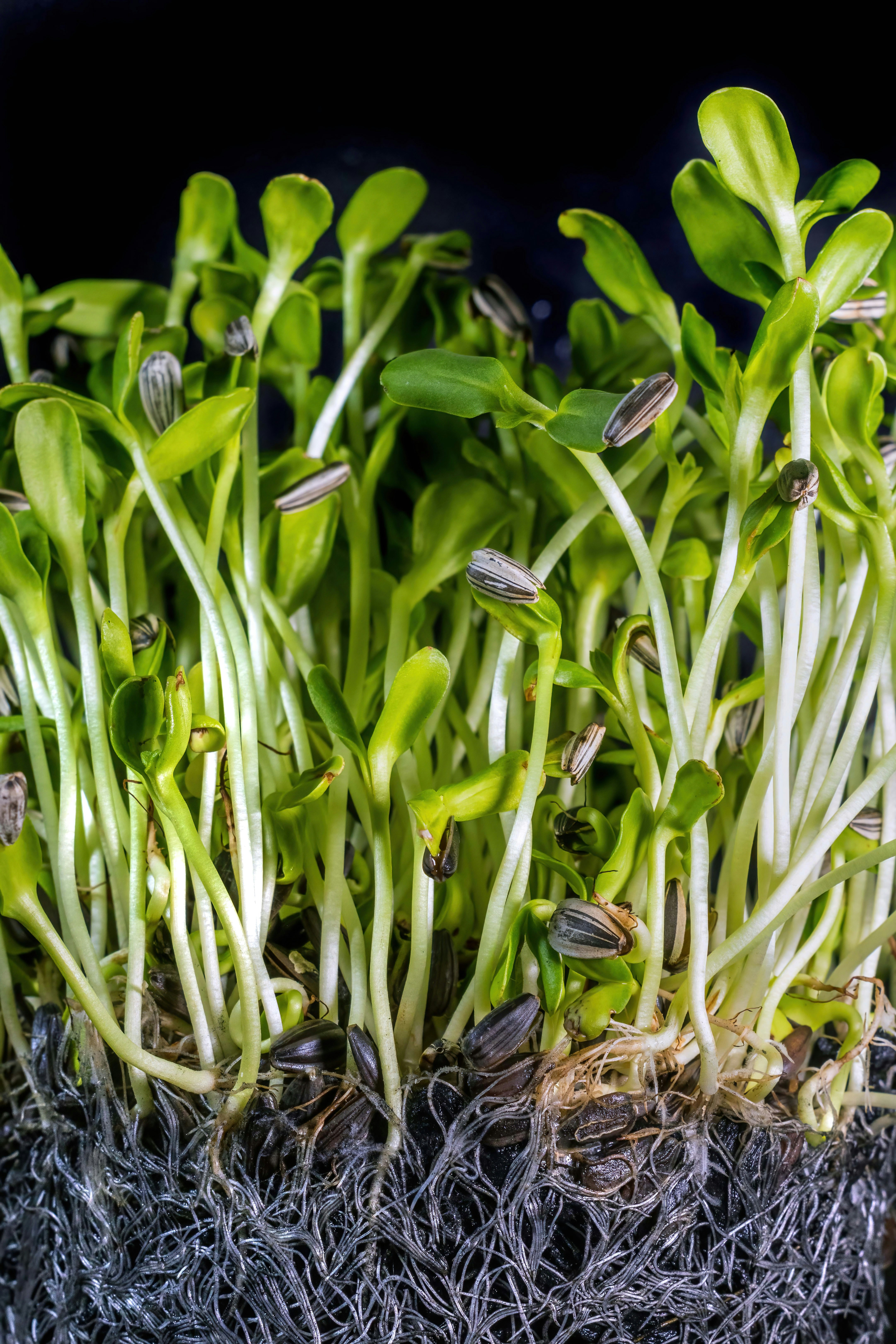 Sunflower sprouts grown on charcoal. Sprouts can also be grown on cocopeat (chopped up coir). | Young sunflower sprouts with visible roots and seeds.