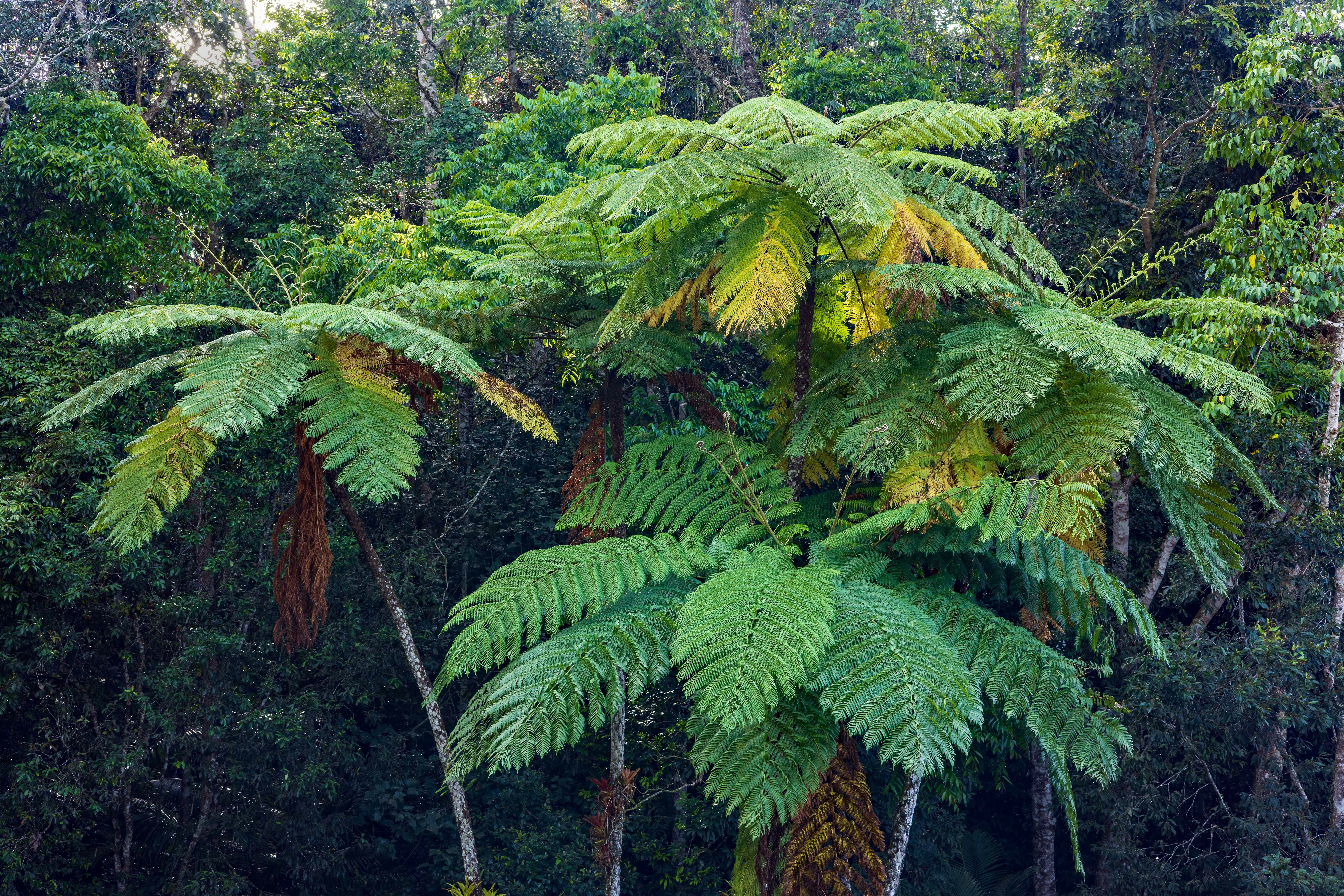 Lush green ferns tower majestically in a dense forest, showcasing the beauty of tropical flora. The intricate leaf patterns create a vibrant tapestry against the backdrop of trees.