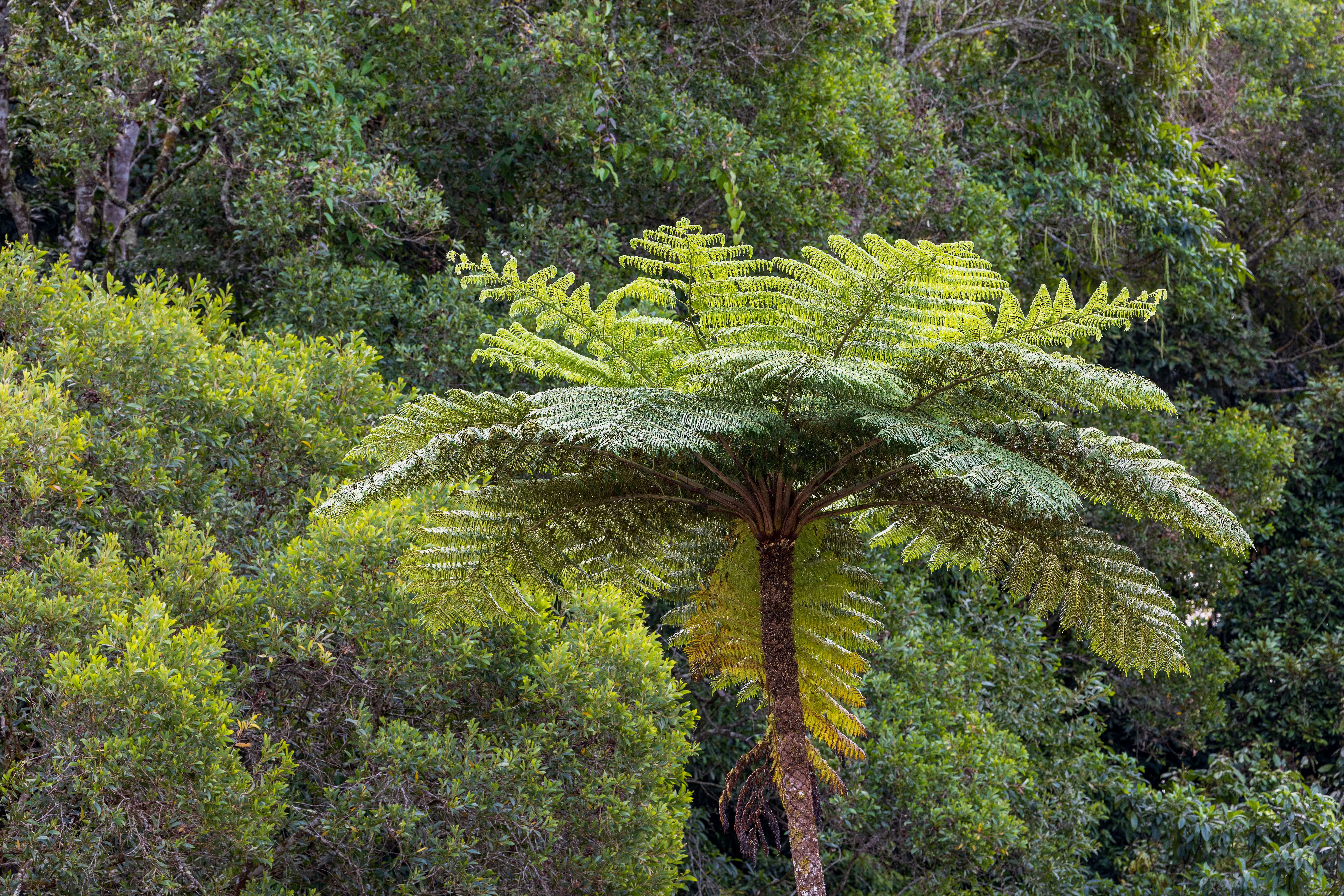 A tree fern near Lake Barrine on the Atherton Tablelands in North Queensland, Australia. | Large fern tree against lush green forest background