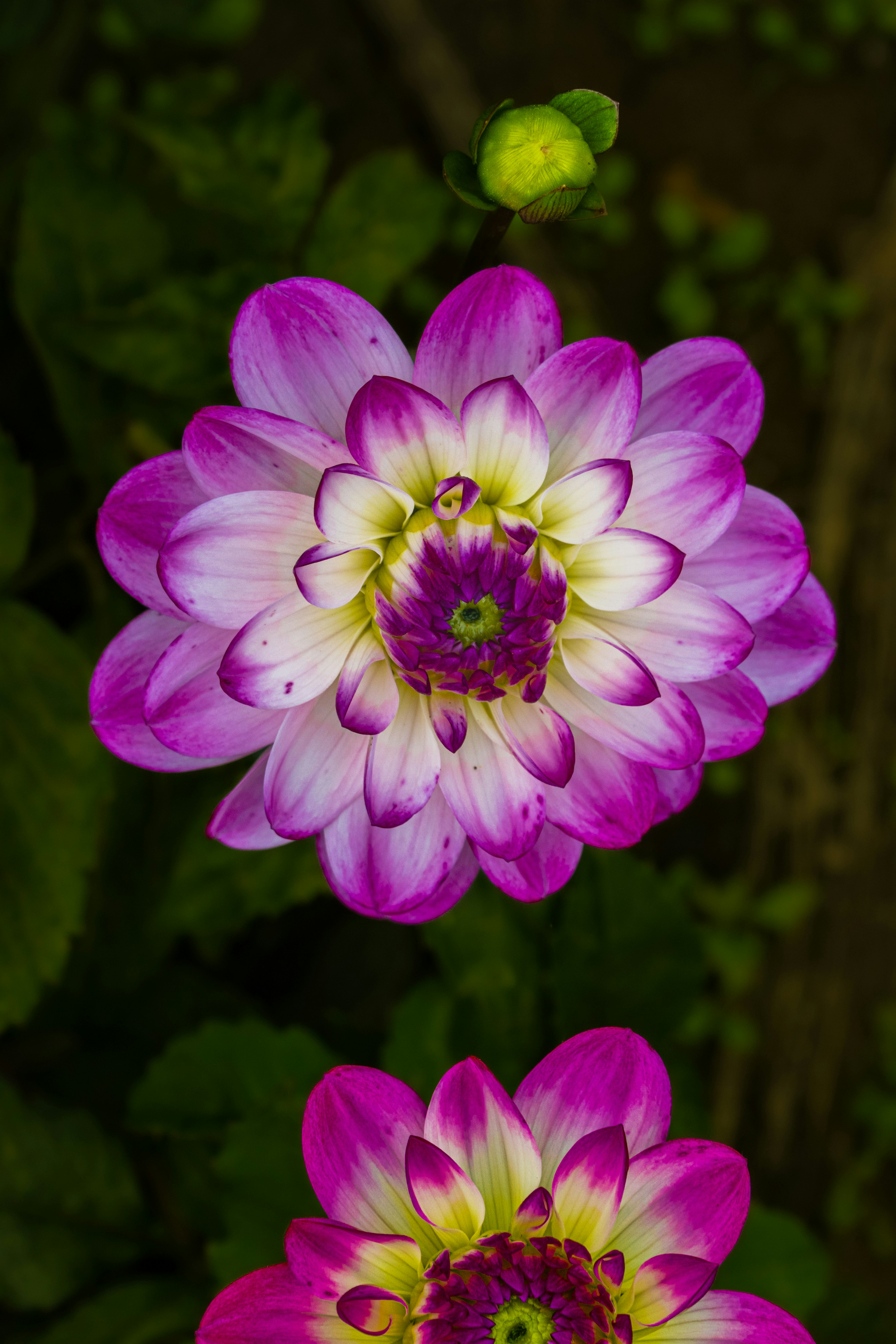 Purple and white dahlia flowers with a bud.