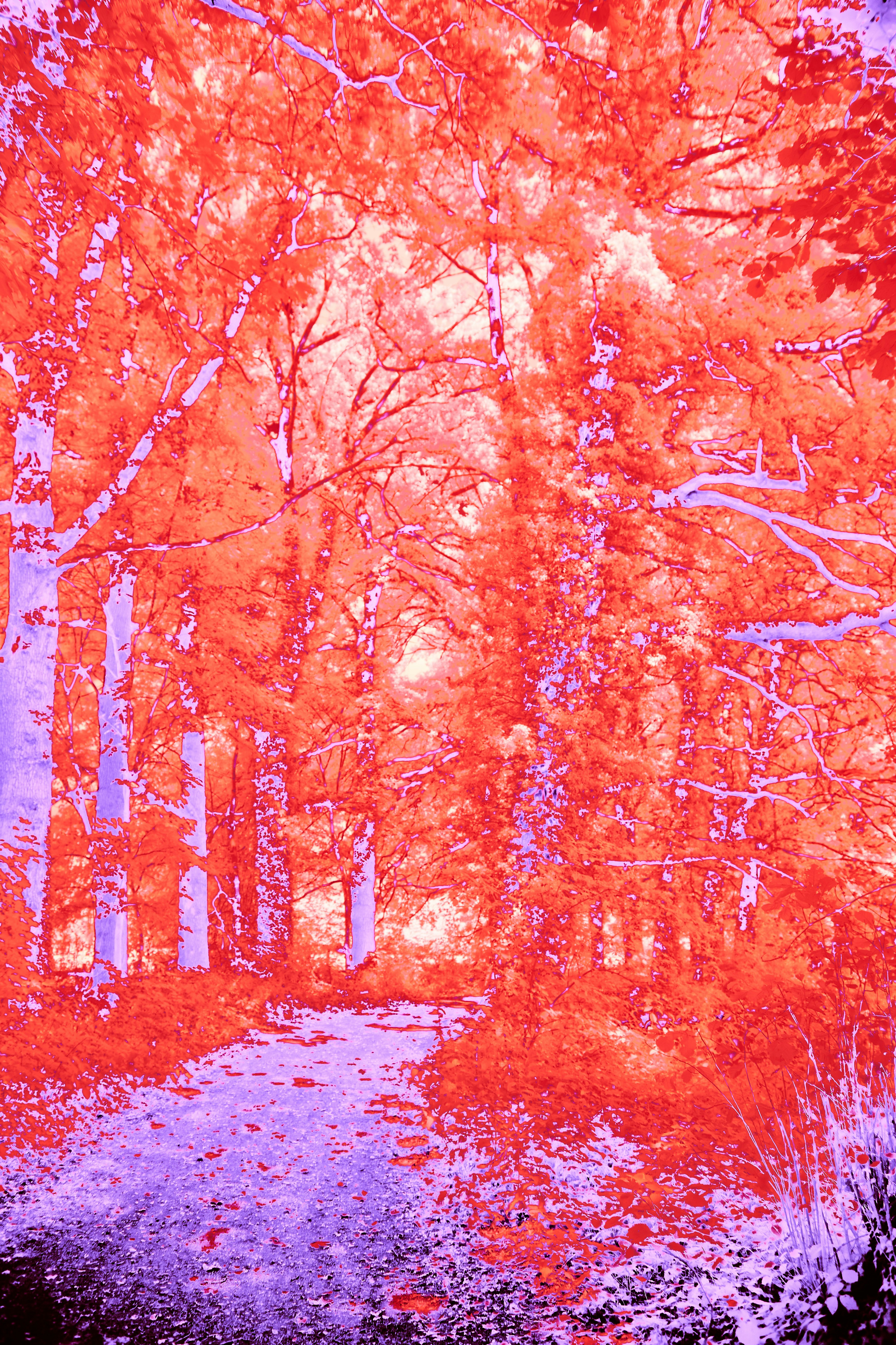 Vibrant red and pink foliage envelops a winding path through a forest, creating an otherworldly atmosphere. The contrasting colors evoke a dreamlike quality.