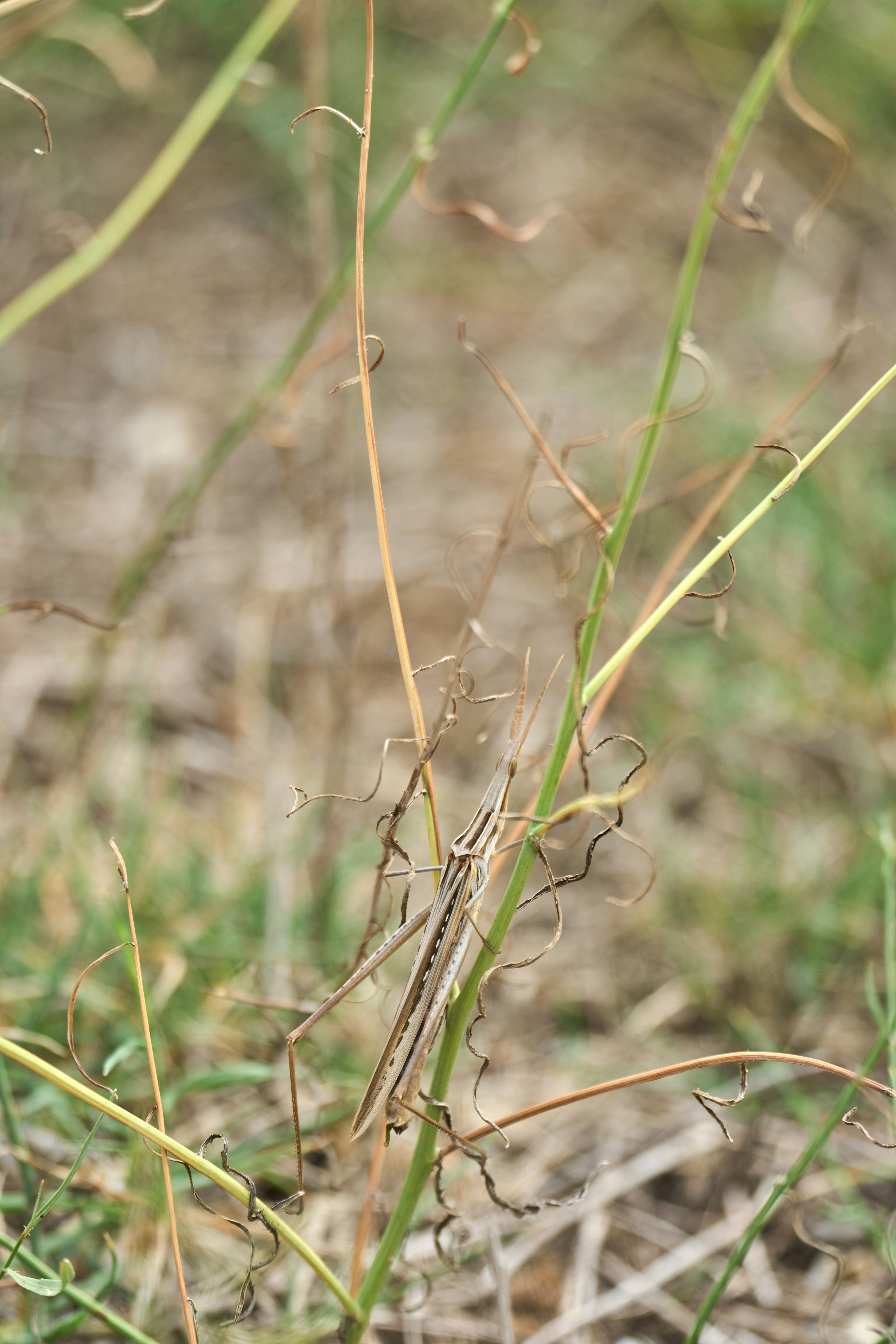 Nature's Camouflage: The Hidden Grasshopper