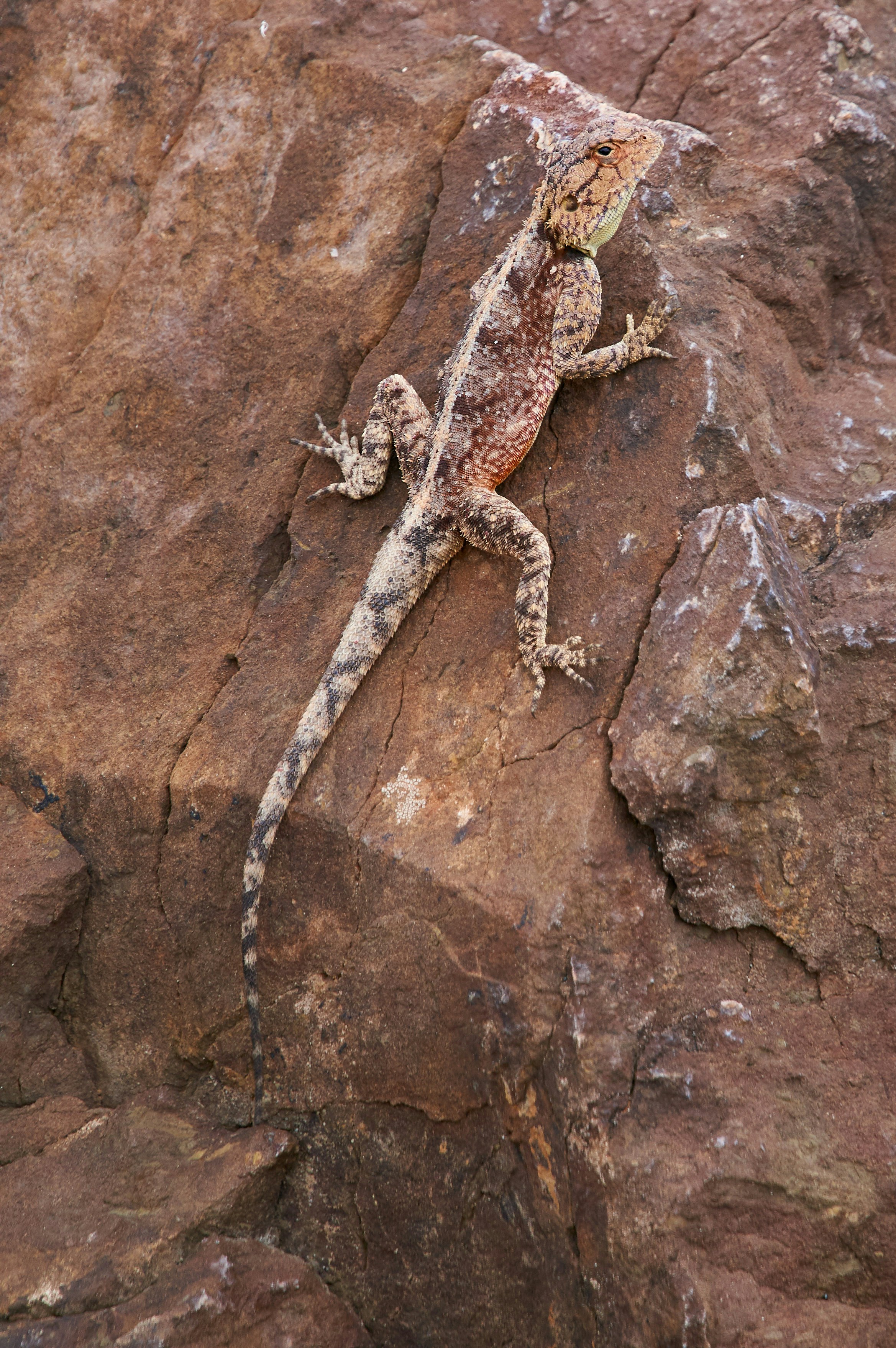 Nature's Camouflage: The Rock-Dwelling Lizard