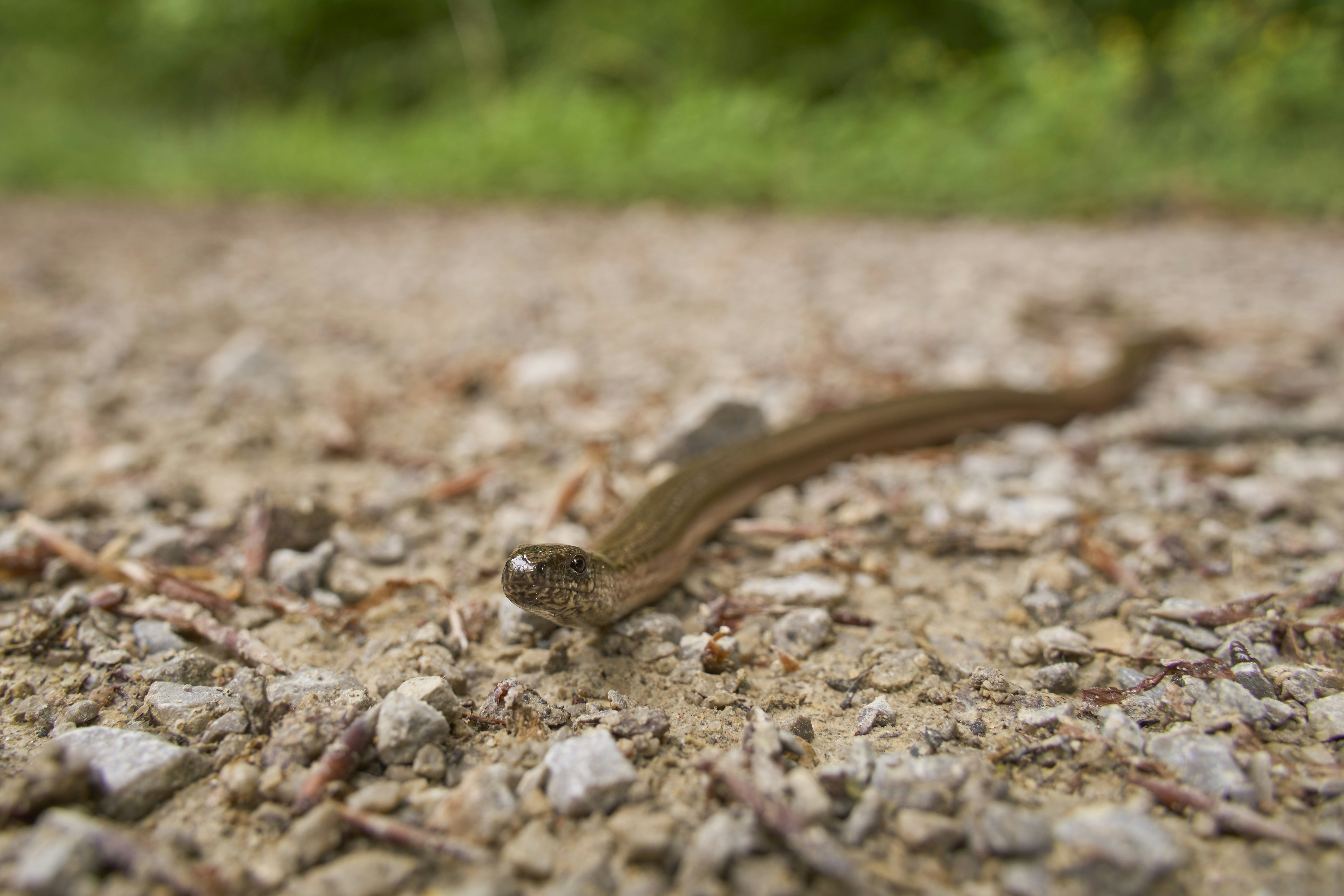 A small snake slithers on a gravel path.