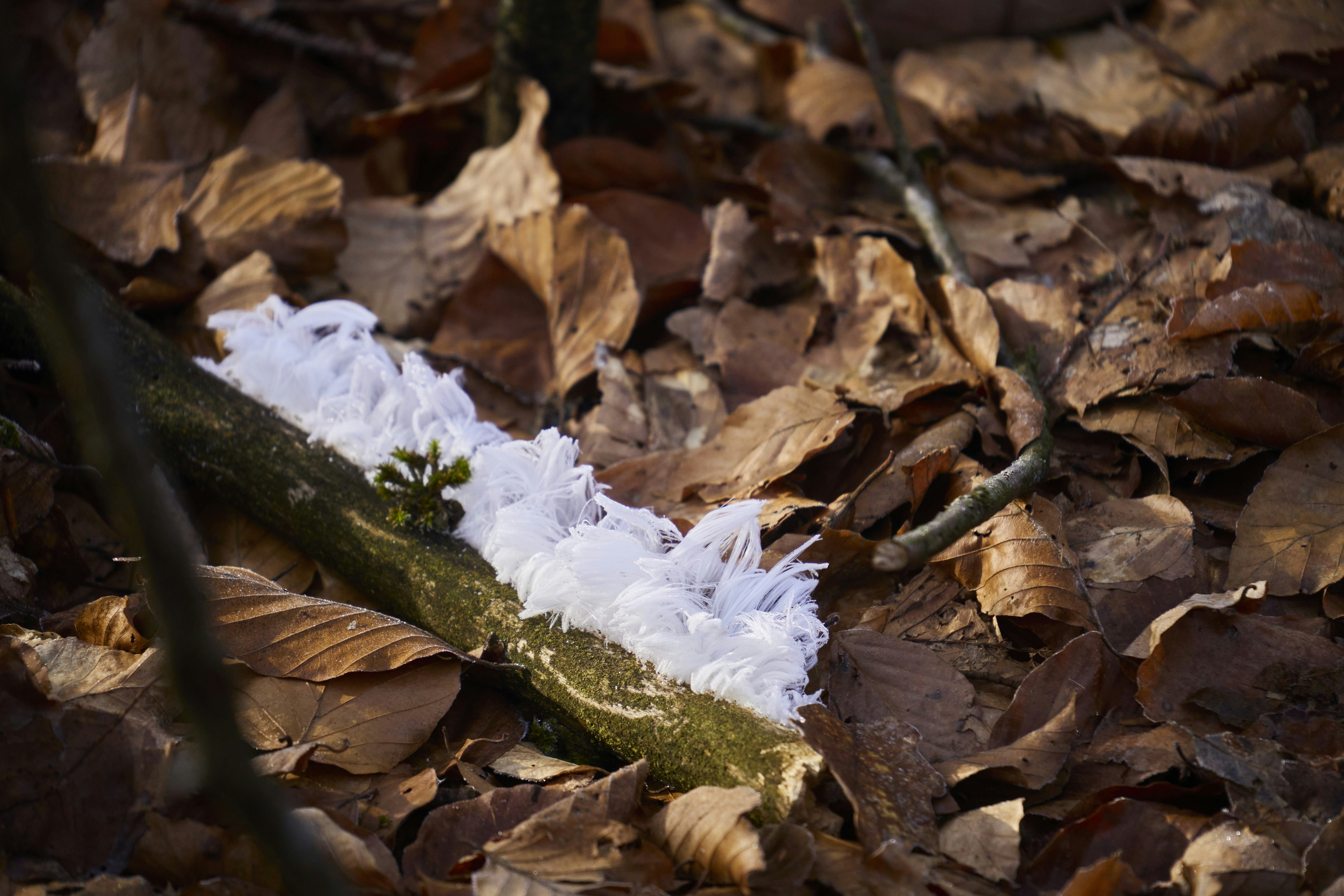 Photo by Wolfgang Hasselmann with Sony Alpha 7 IV