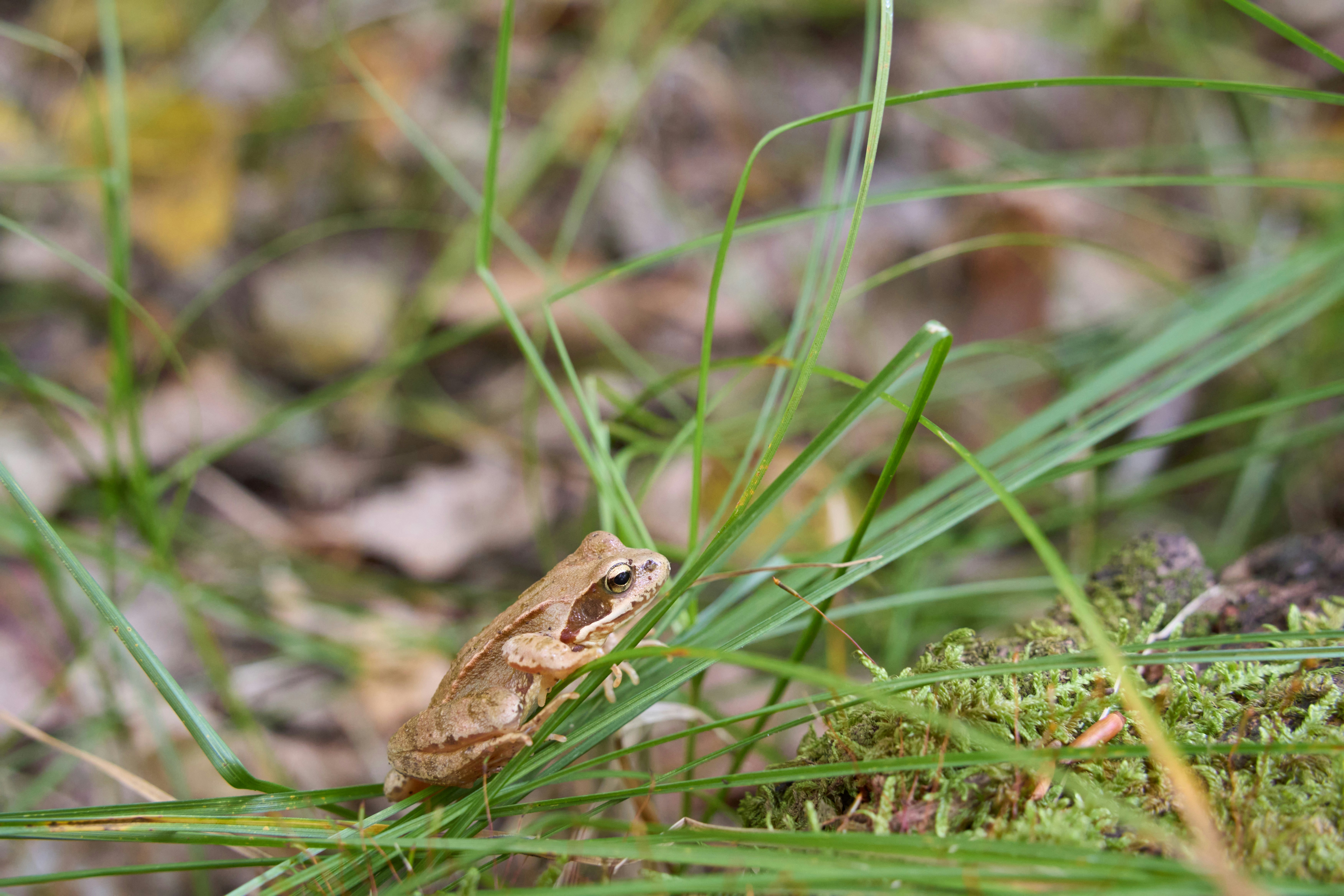 A brown frog perched among lush green grass and moss, blending seamlessly into its natural habitat. The scene captures the essence of tranquility in the wild.