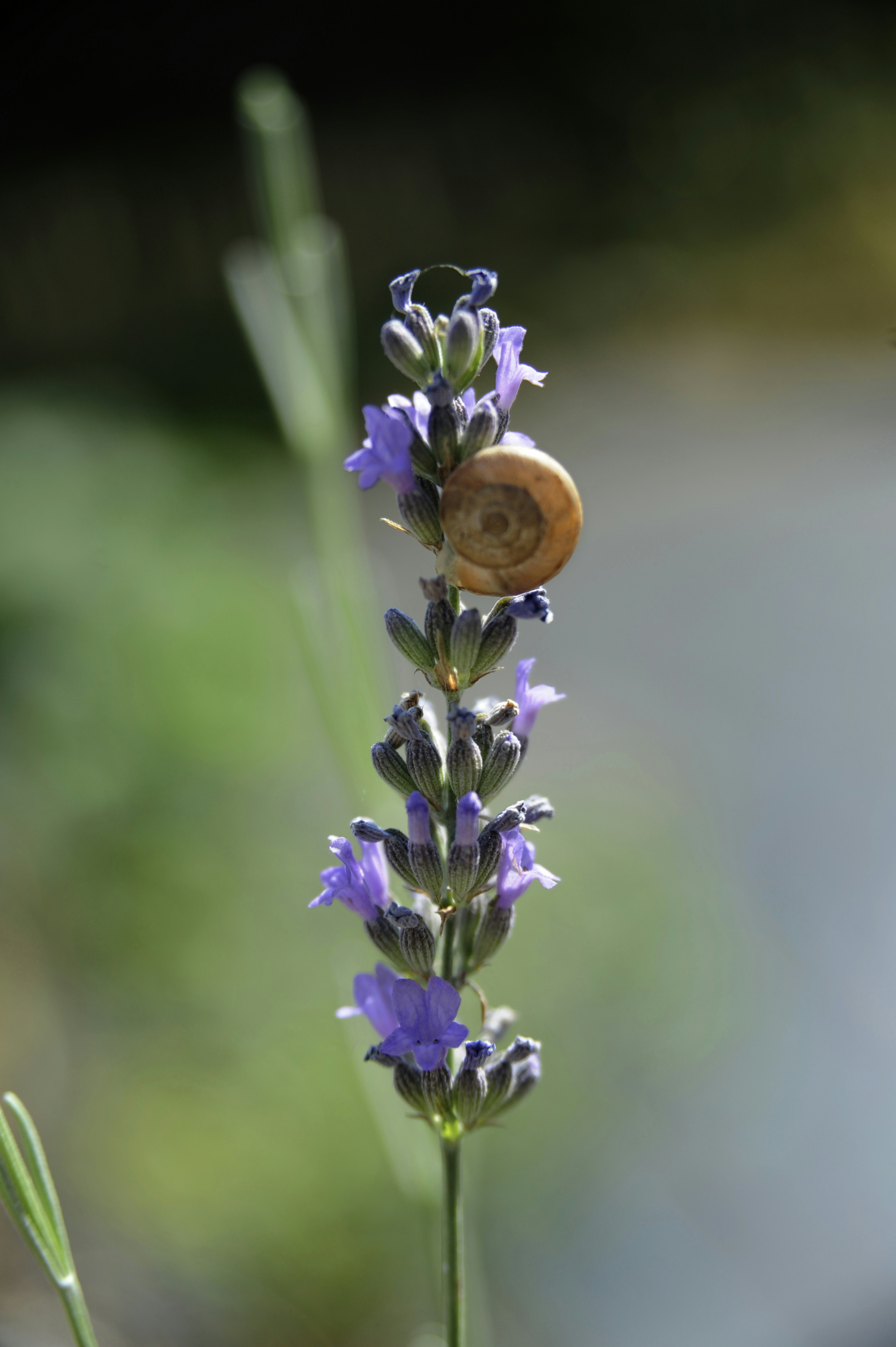 Nature's Harmony: A Snail's Retreat on Lavender