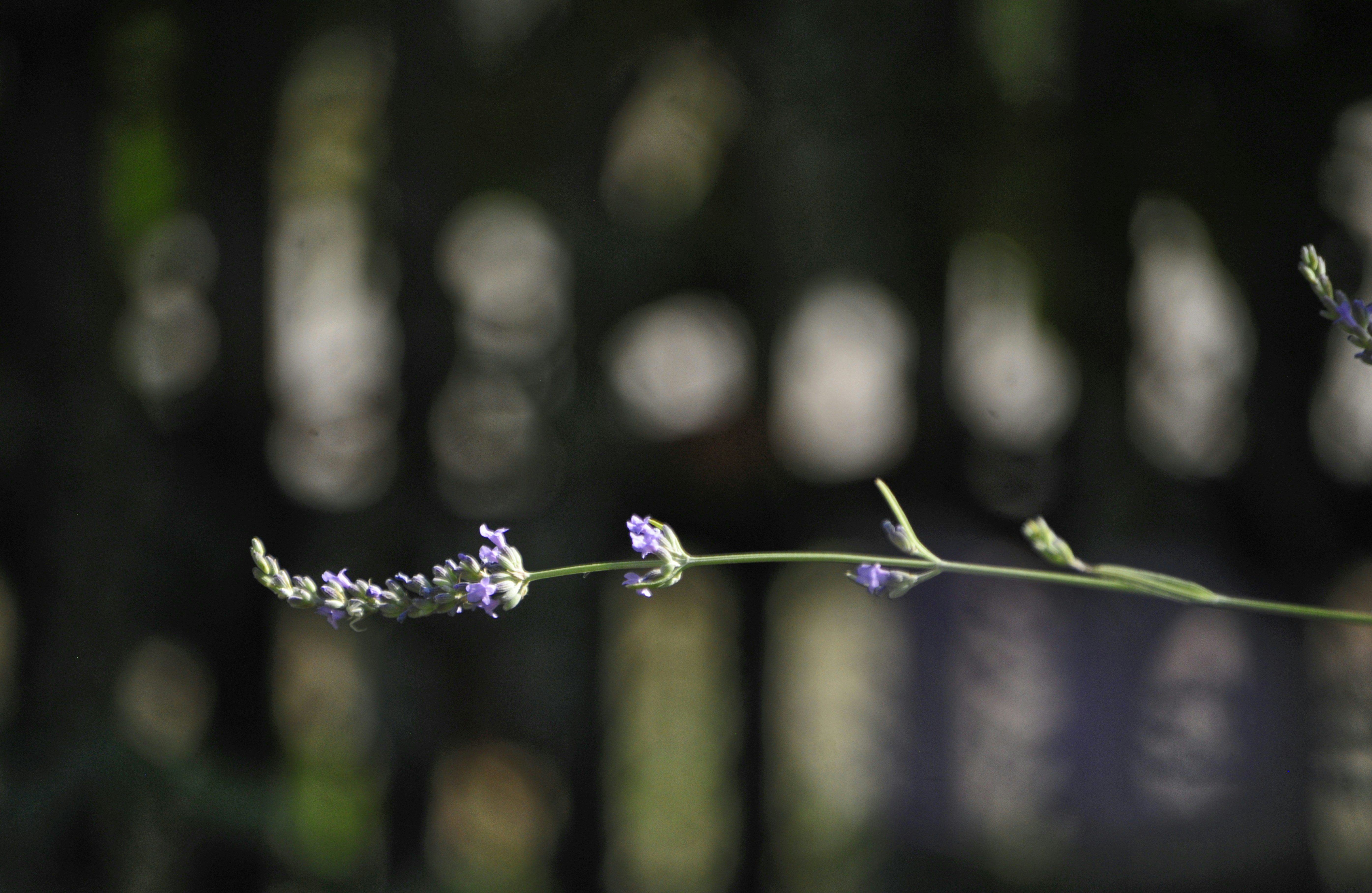Whispers of Lavender in a Dreamy Blur
