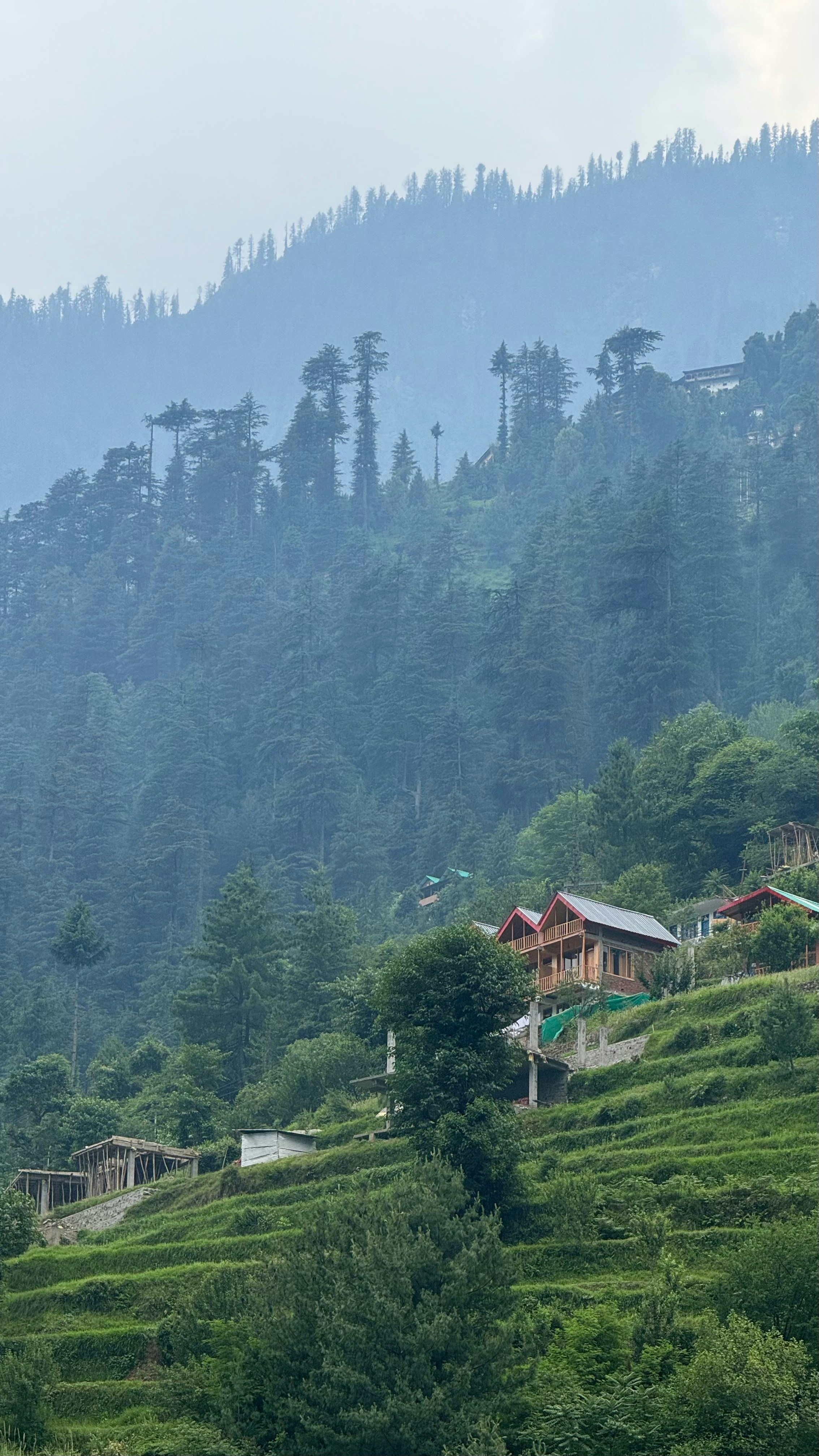 Serenity Amidst the Pines