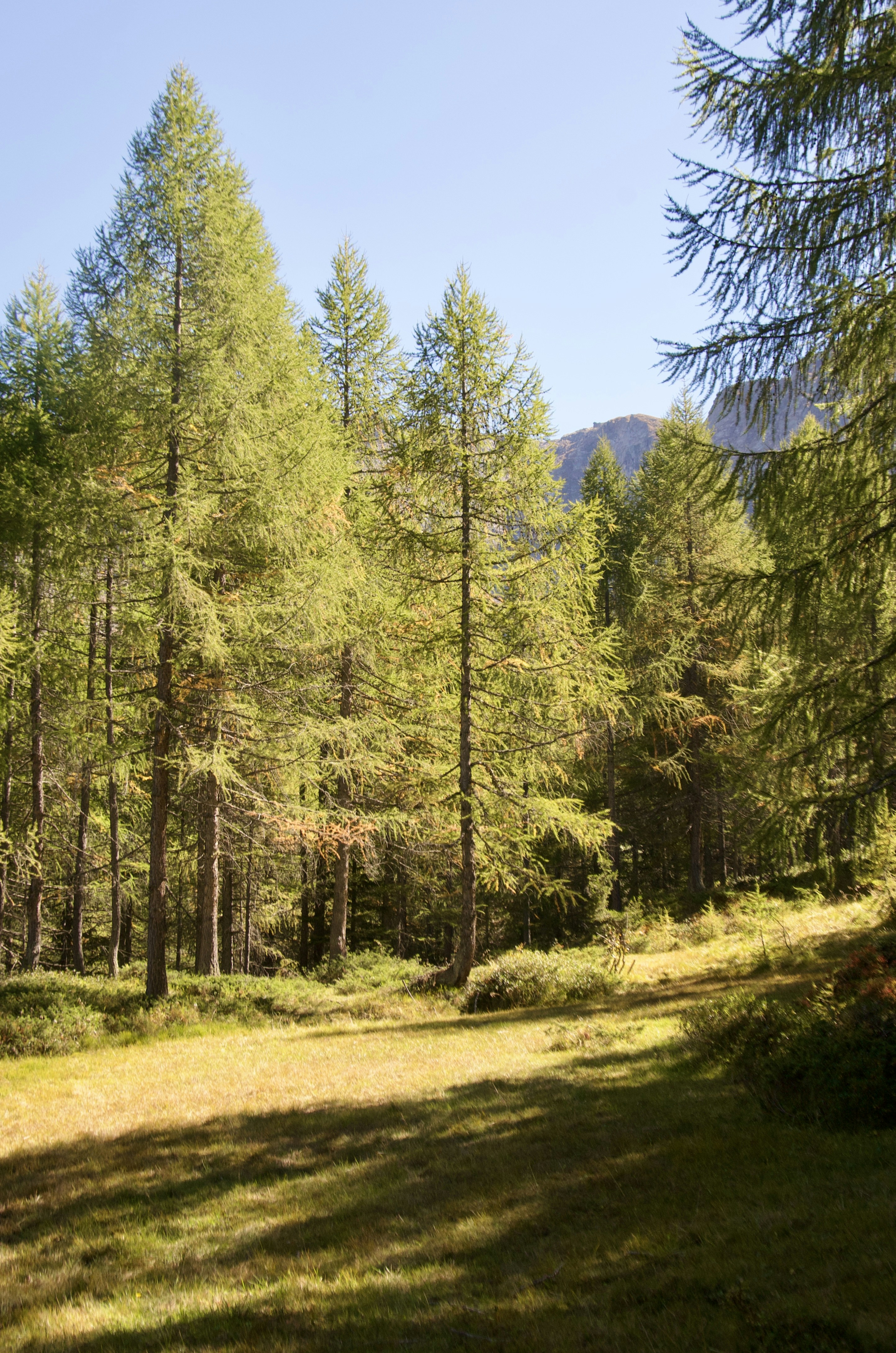 Whispers of the Alpine Forest
