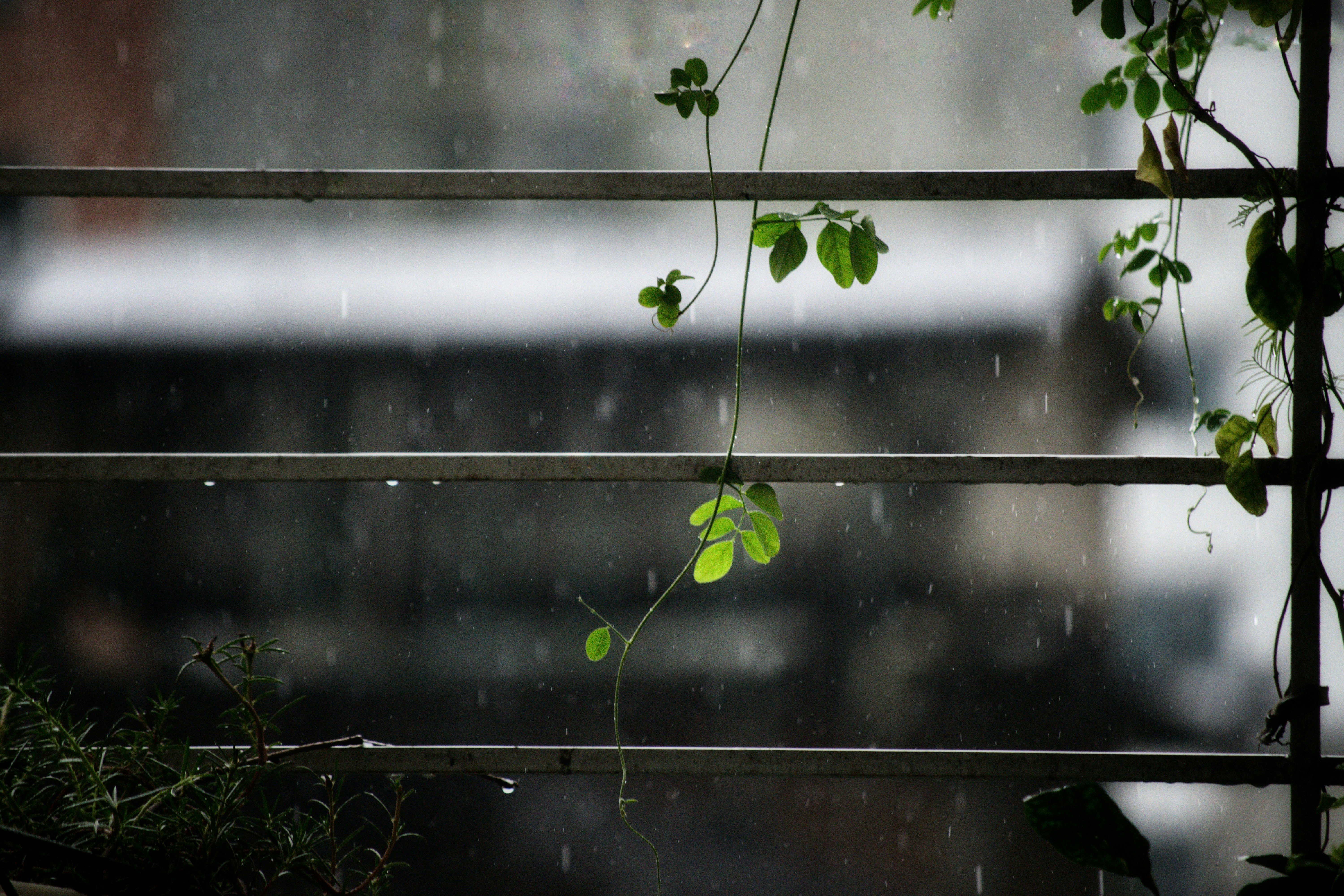 Whispers of Nature Behind Steel Bars
