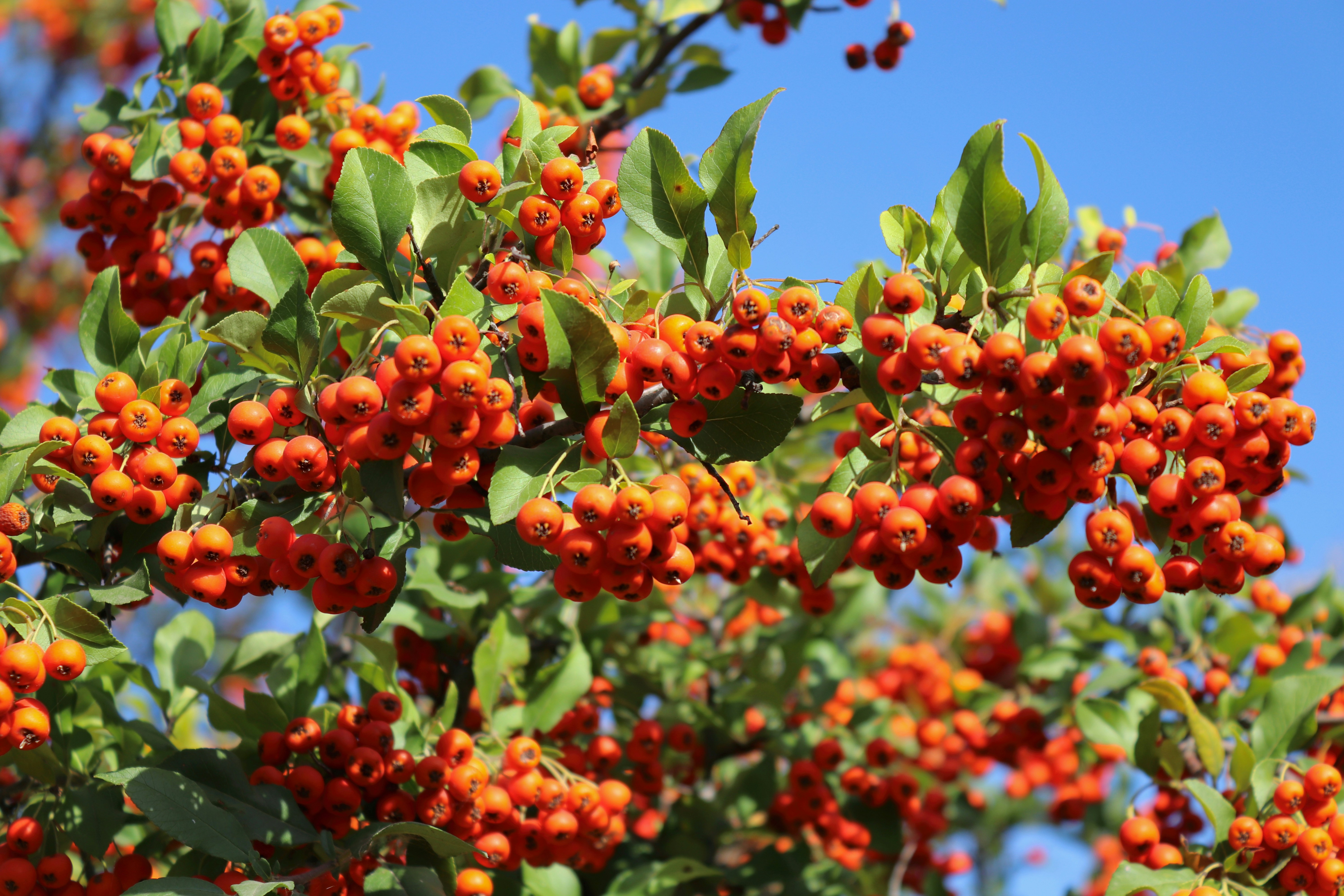 Branches laden with bright orange berries against blue sky.