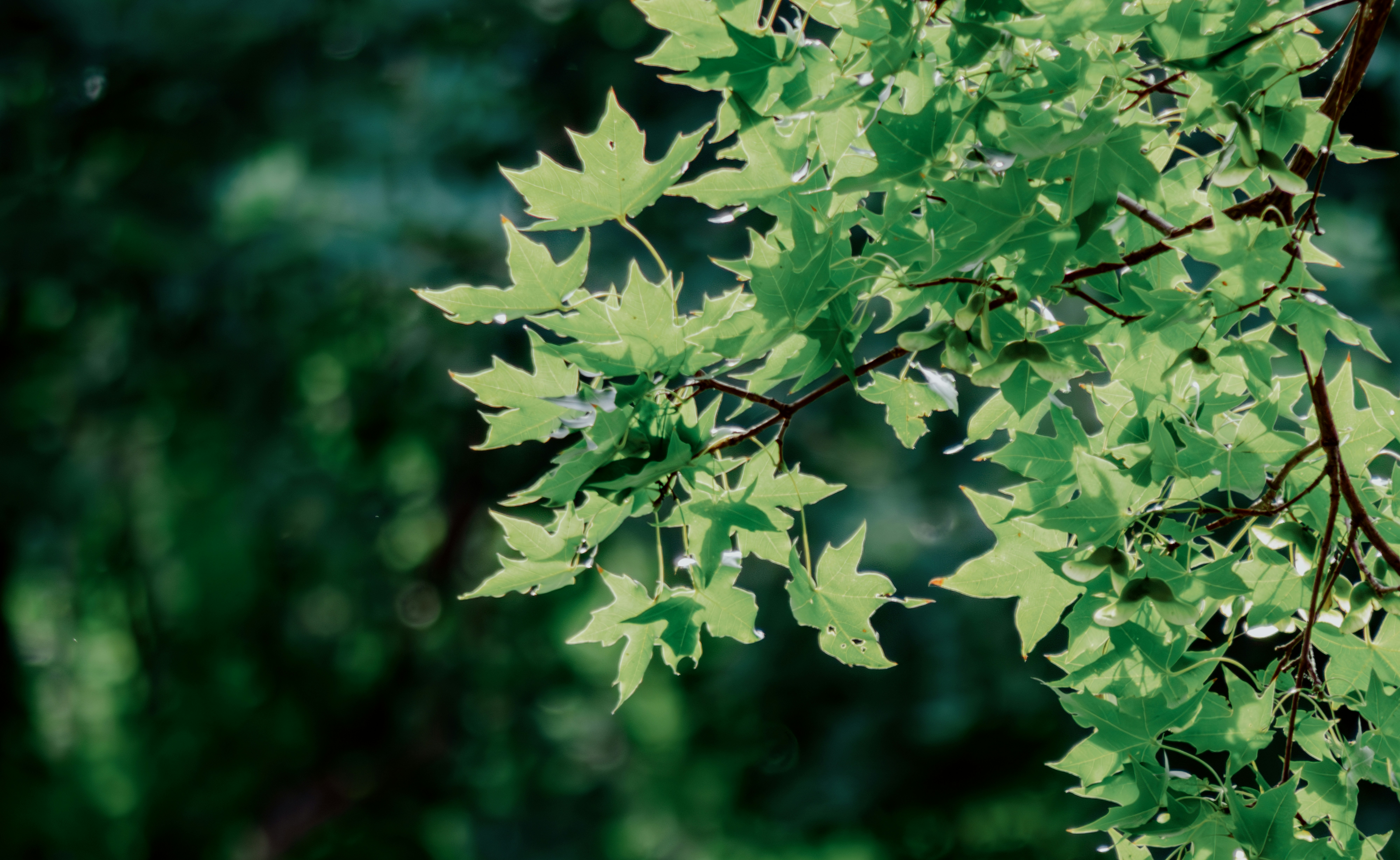 Green maple leaves on a branch in sunlight.
