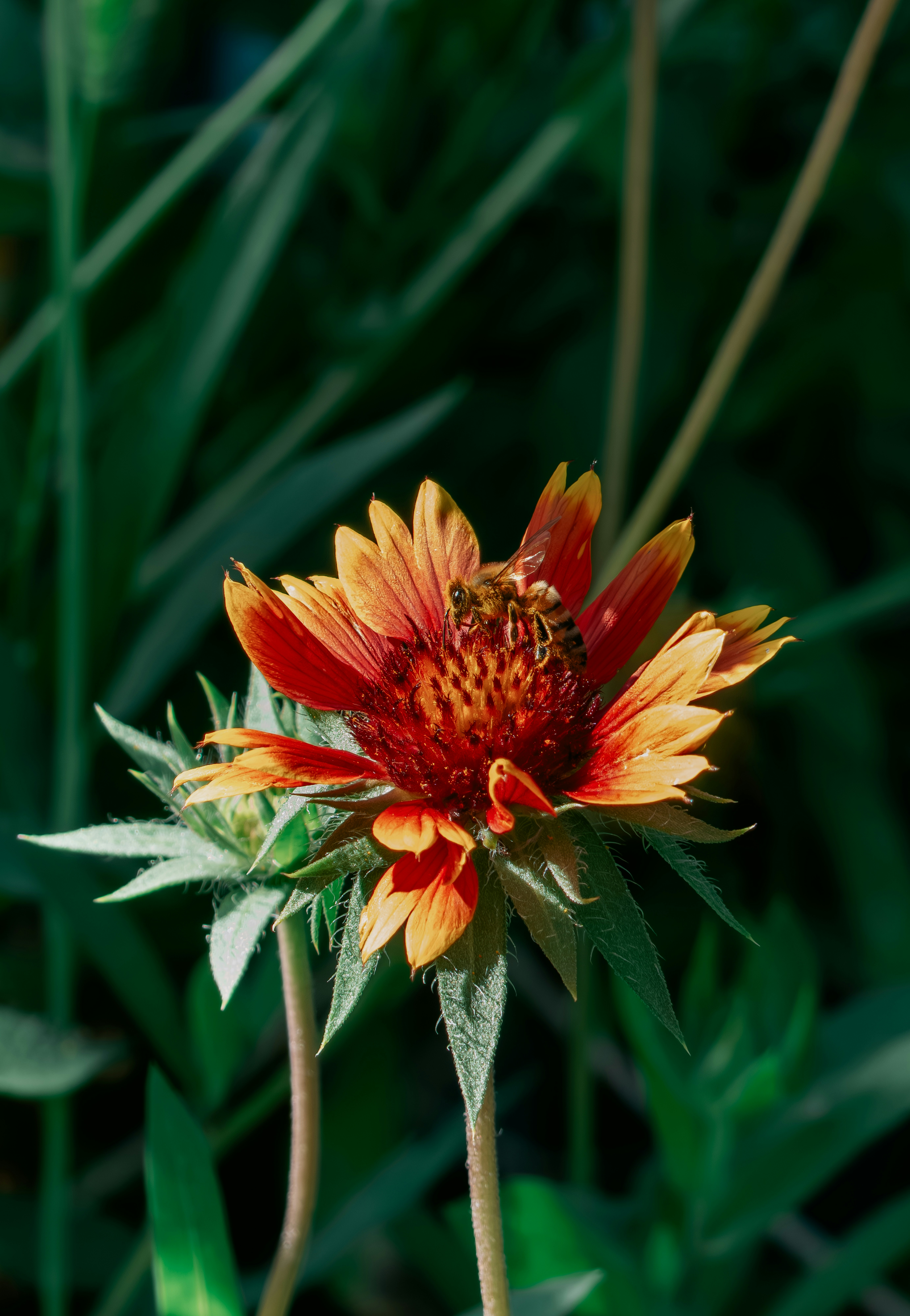 A bee collects nectar from a vibrant orange flower.