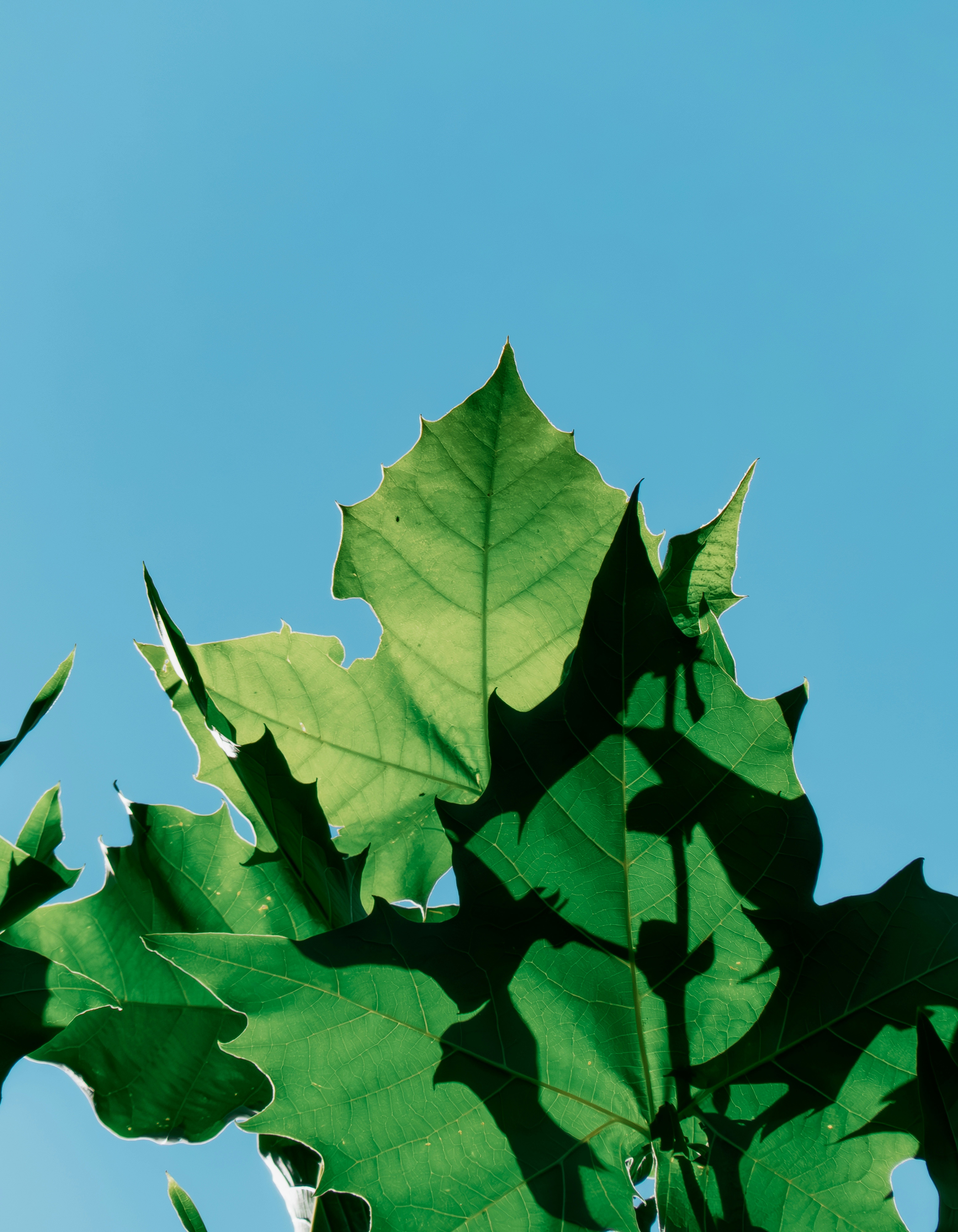 Green leaves against a bright blue sky