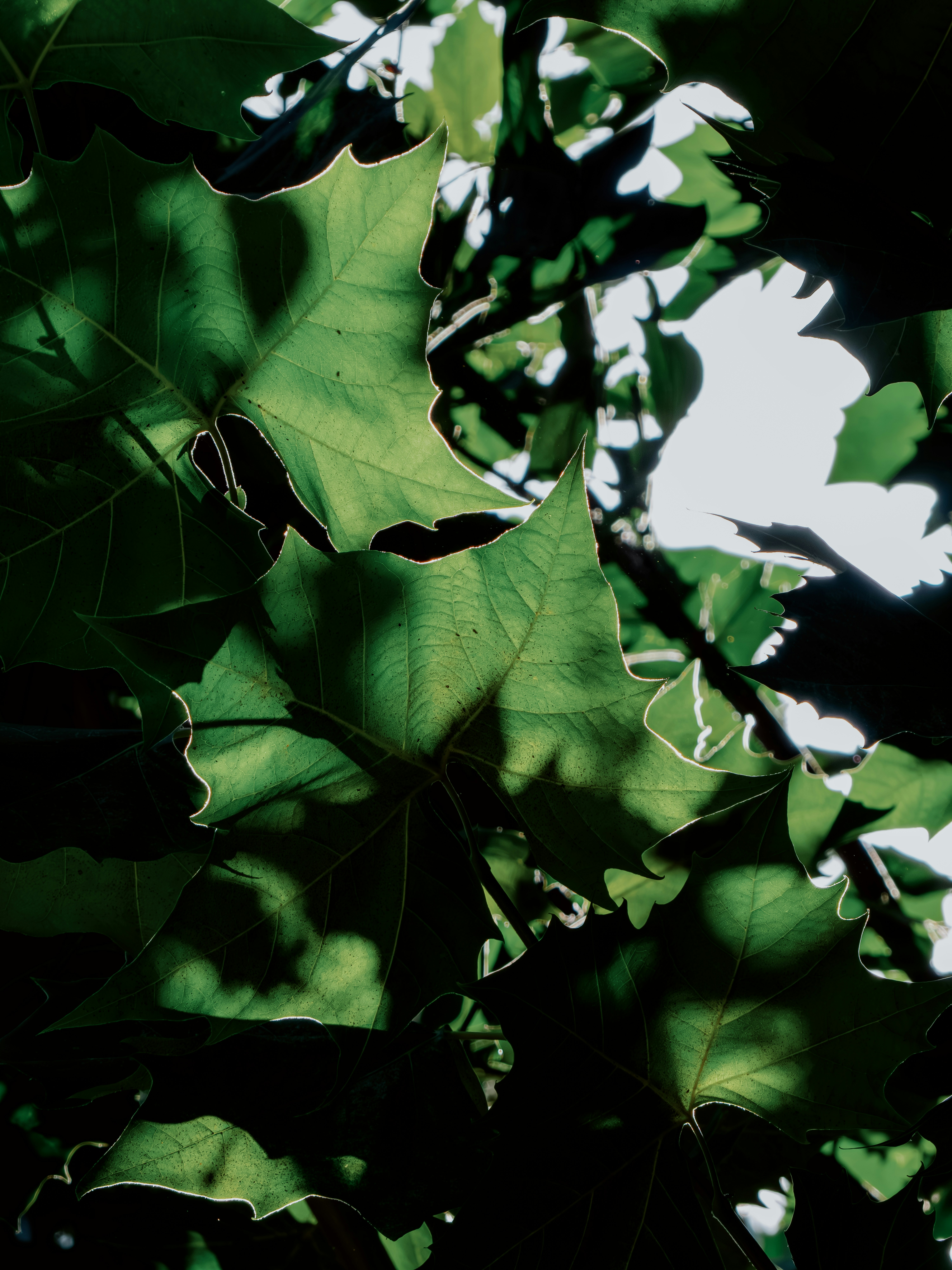 Dappled sunlight filters through intricate green leaves, creating a play of light and shadow in a natural setting.