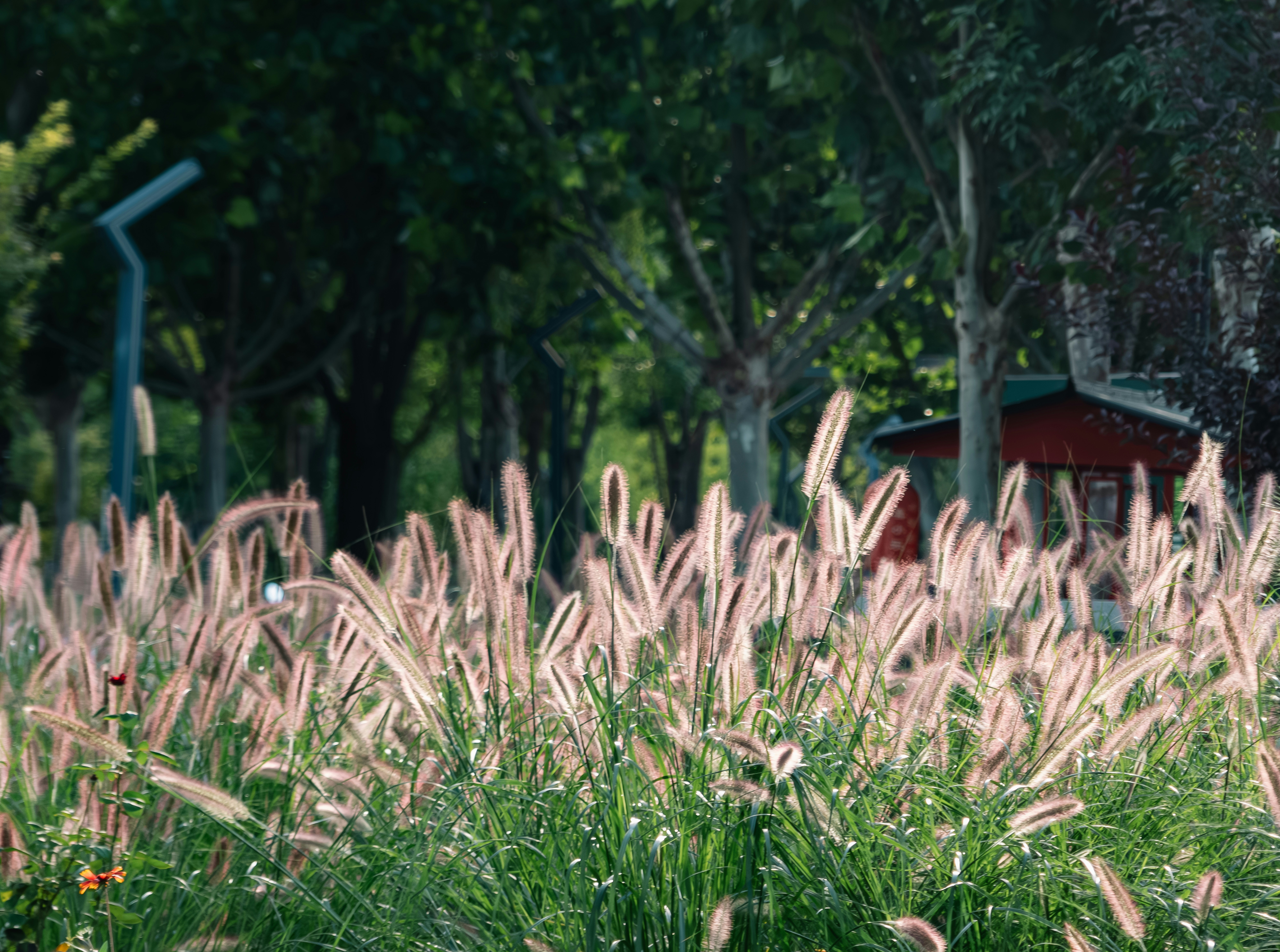 Tall grass illuminated by soft sunlight in a park.