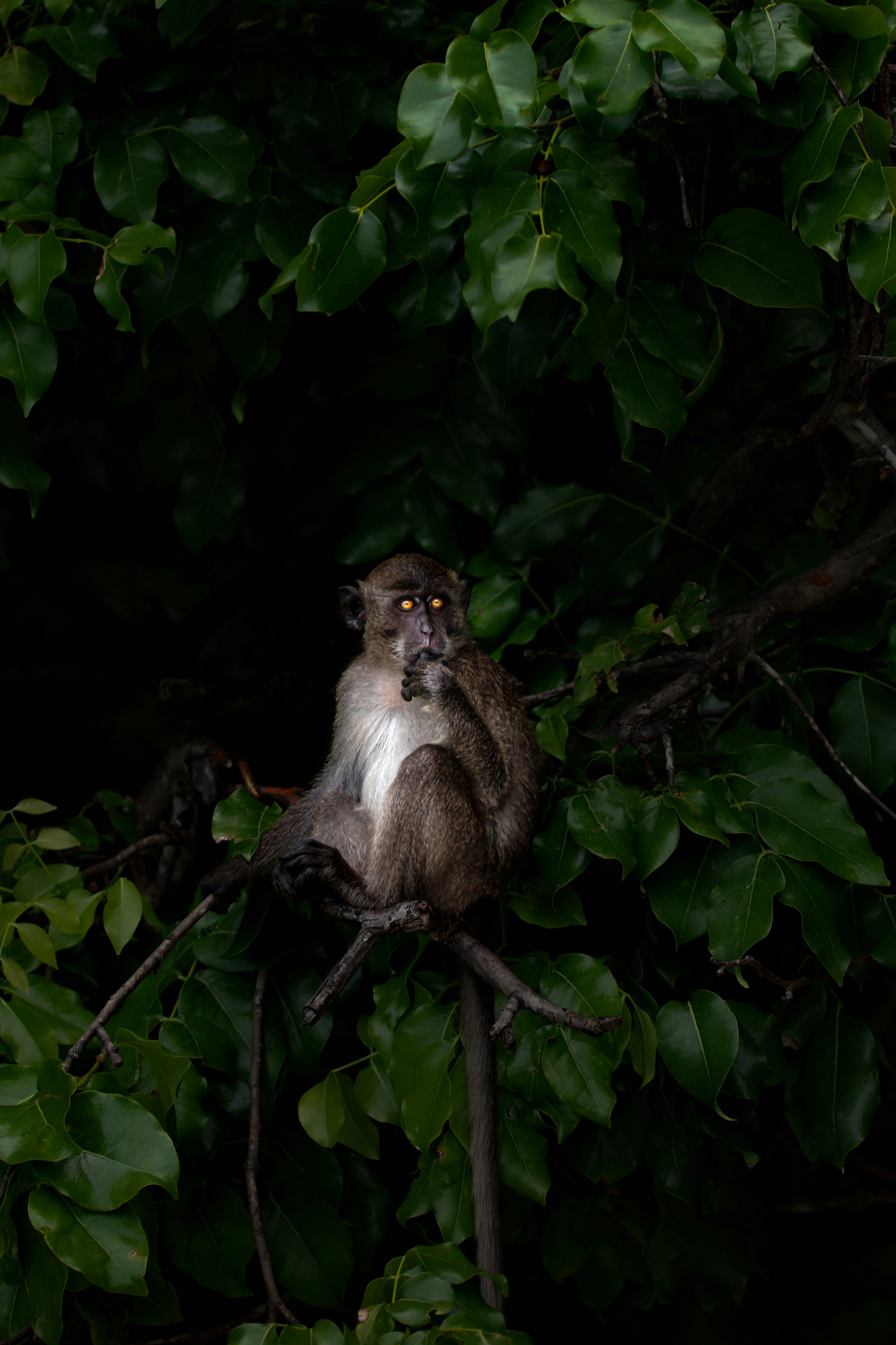 The Watchful Guardian of the Canopy