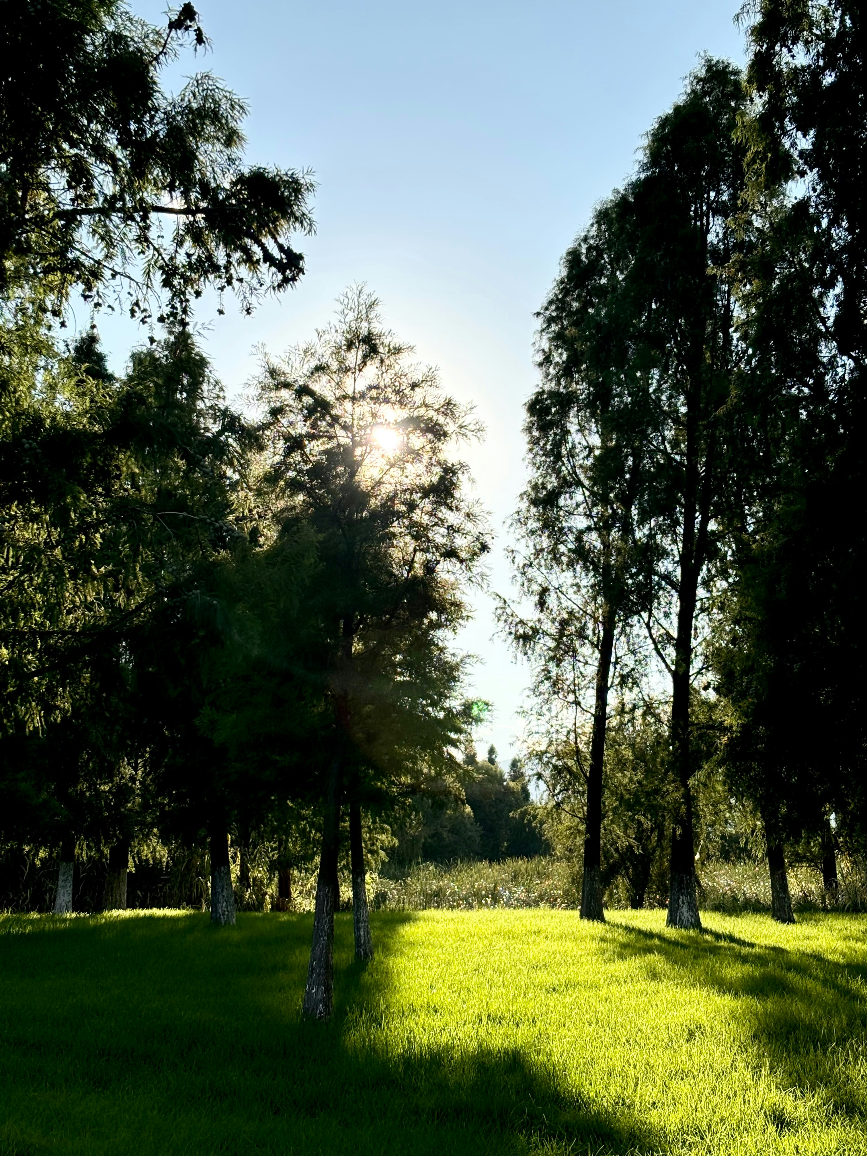 Sunlight shines through trees onto green grass.