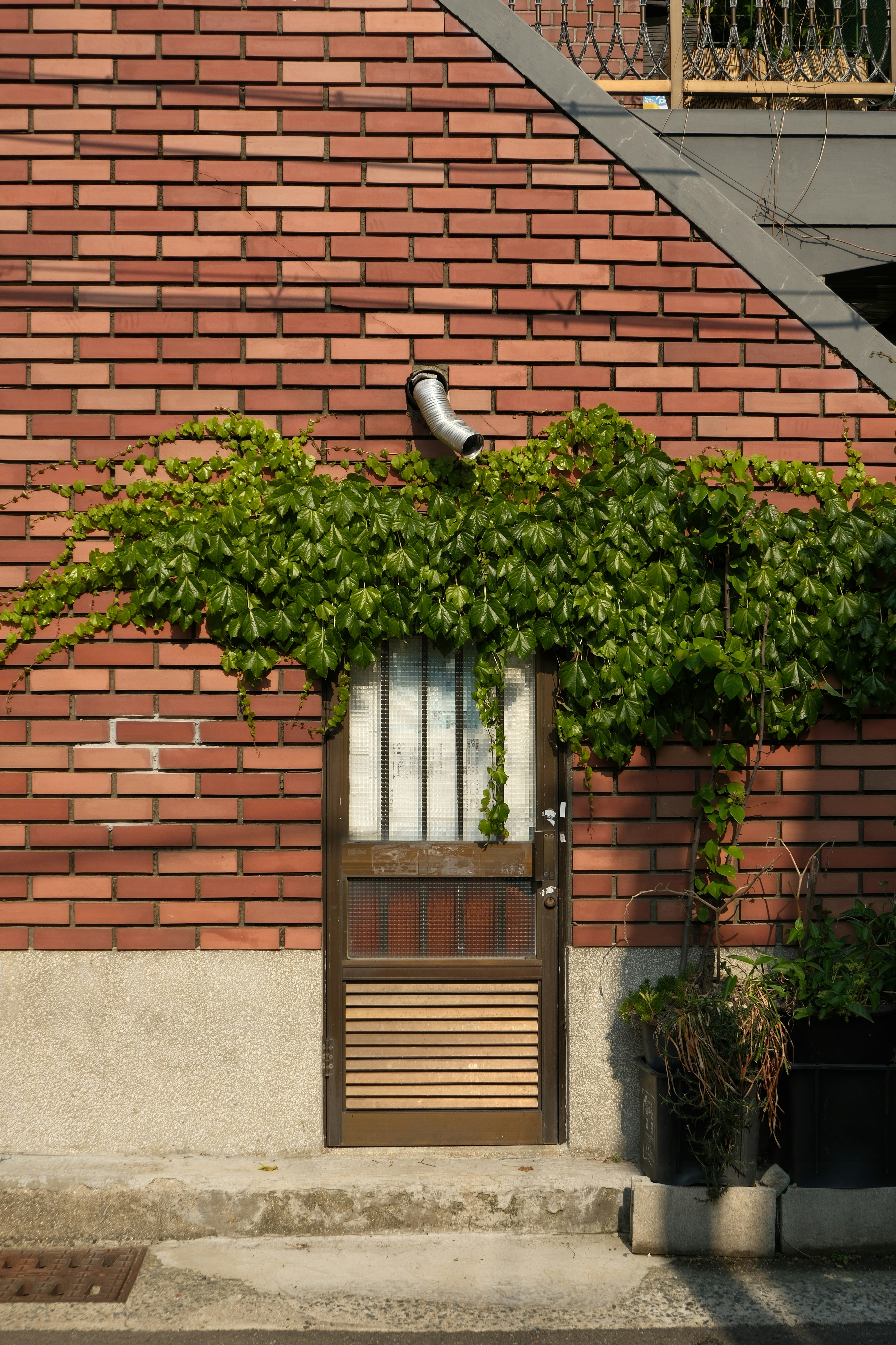 Nature's Embrace on Urban Facade