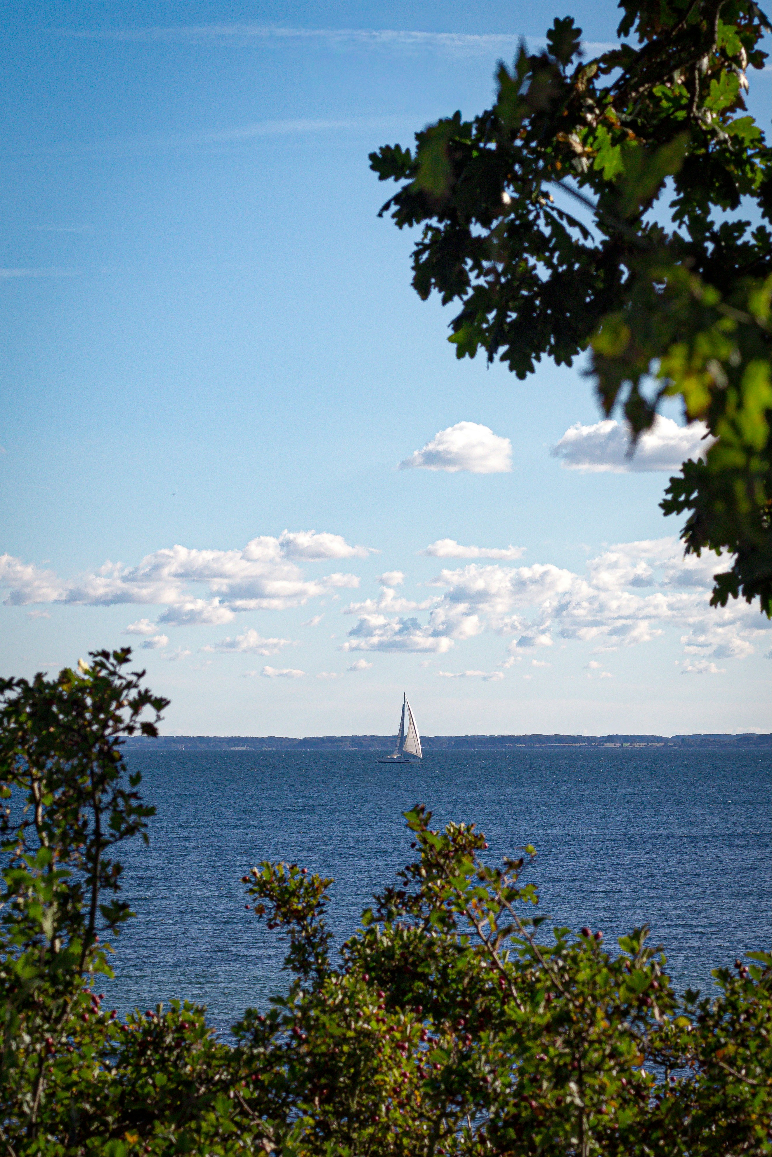 Sailboat on the ocean seen through trees