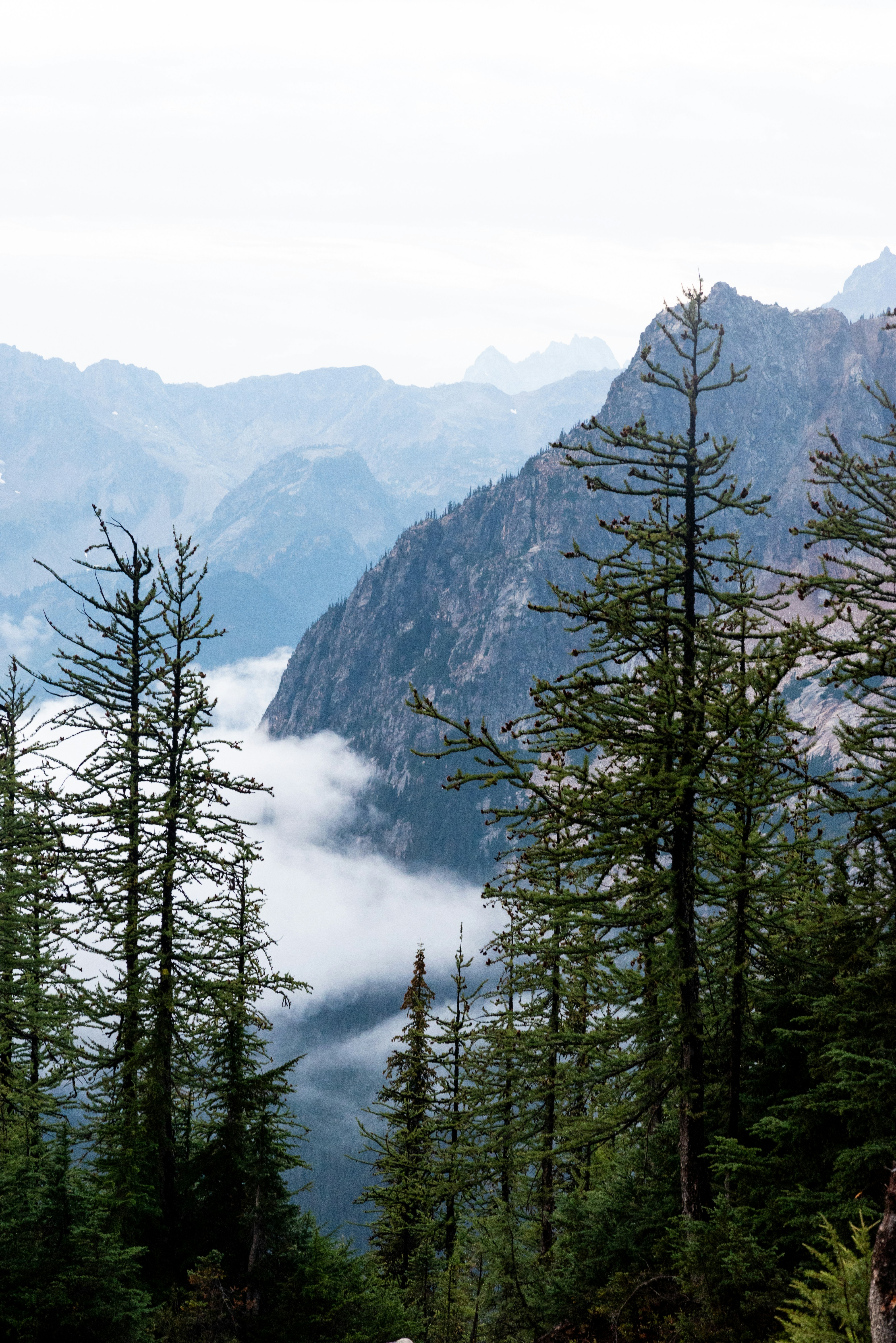 Misty mountain range seen through pine trees.