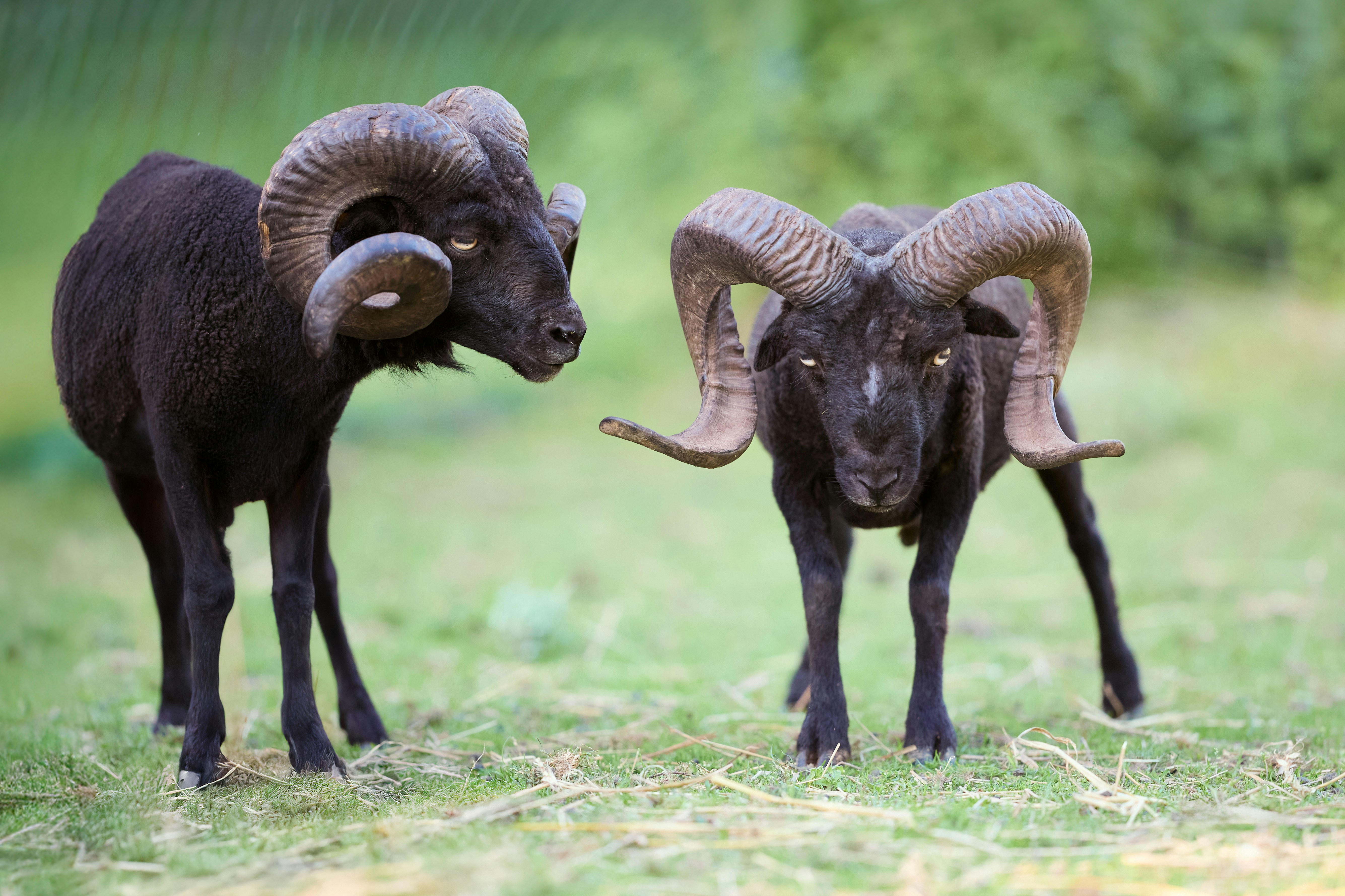 Two imposing black ouessant rams with magnificent horns stand on green grass, one looking directly at the viewer, the other observing. Their dark wool contrasts with the lush background.