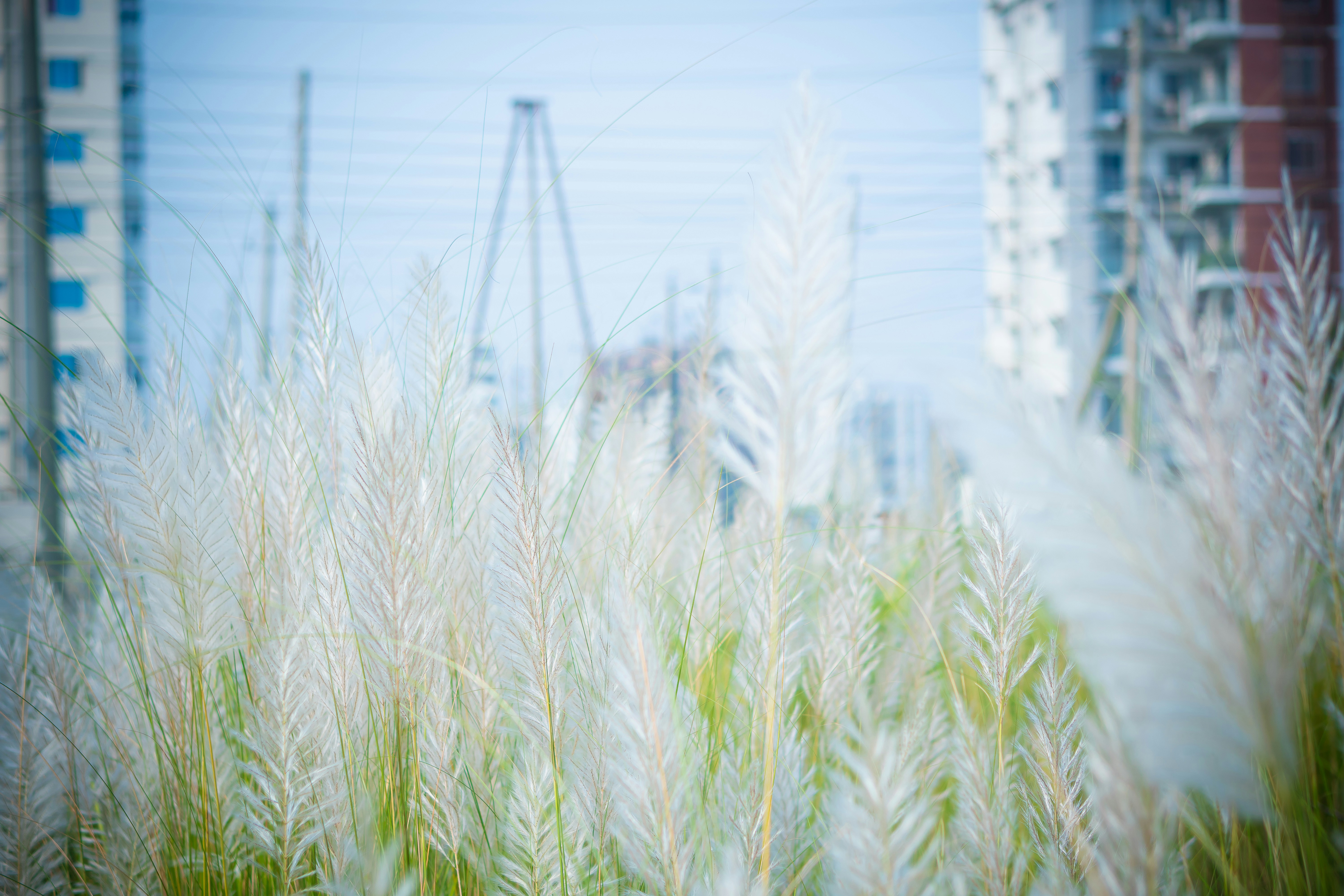 Fluffy white grass sways gently in the foreground, contrasting with the backdrop of modern buildings and power lines. 
