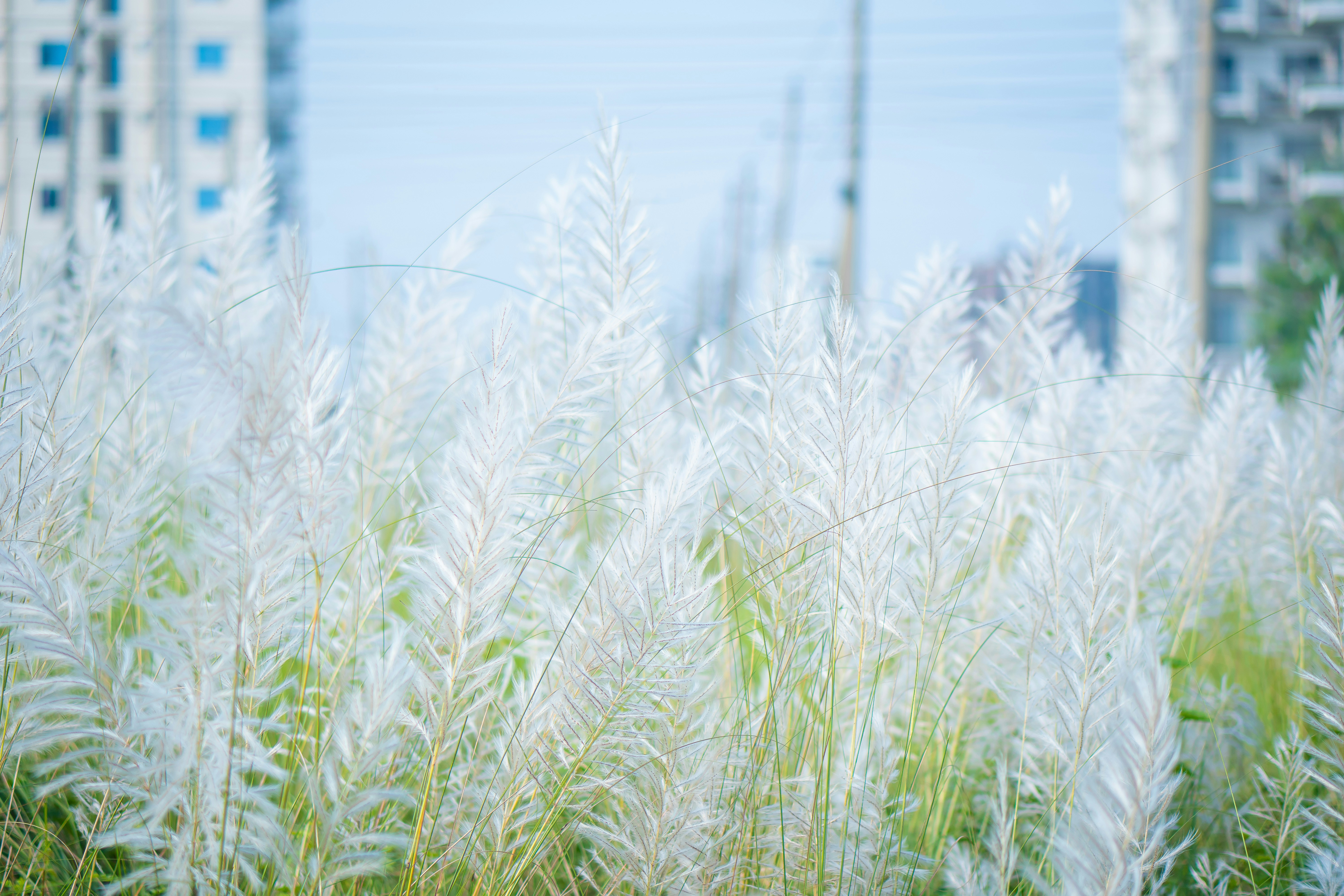Soft Dawn of Plumed Grass in an Urban Field