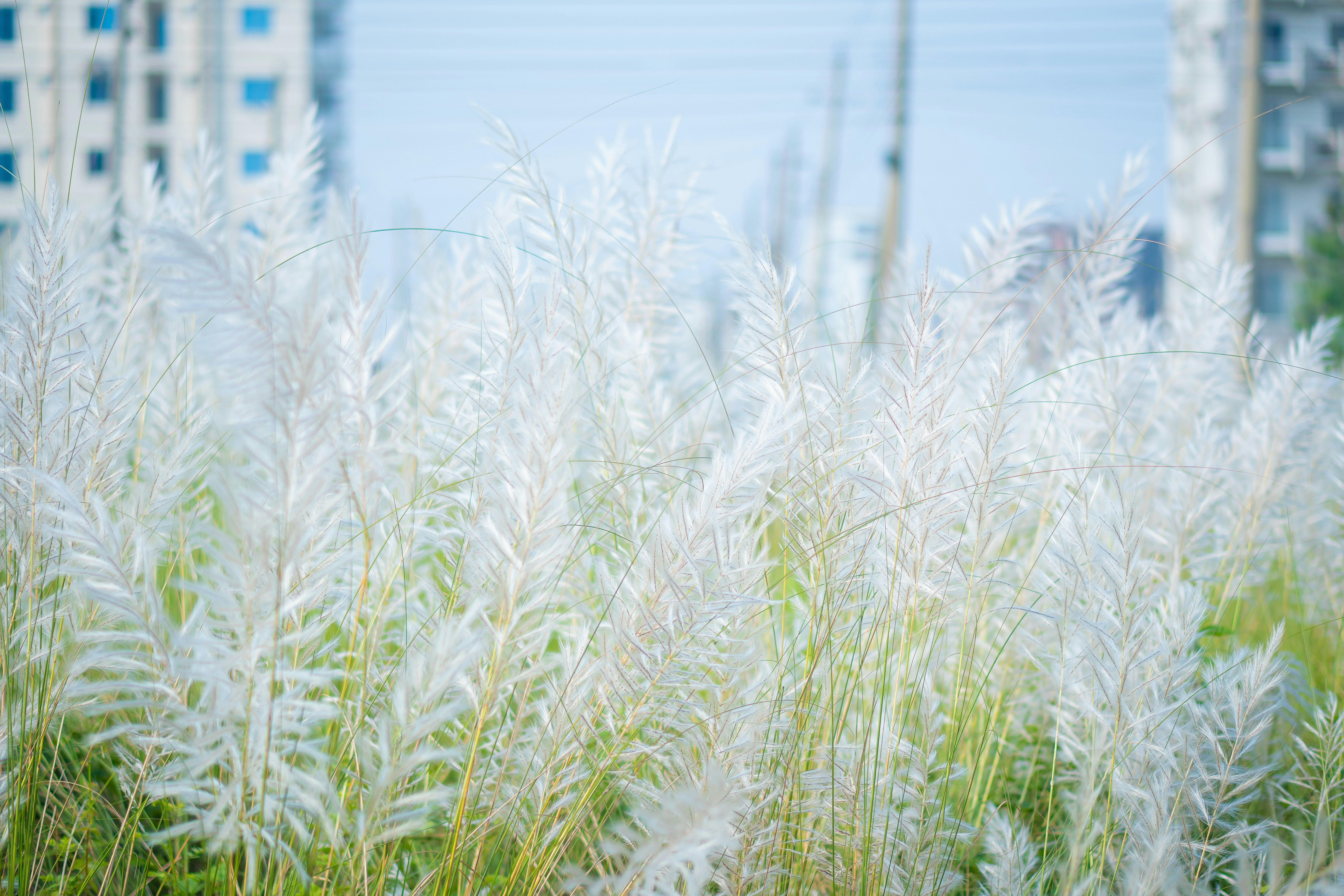 White feathery grass with buildings in the background