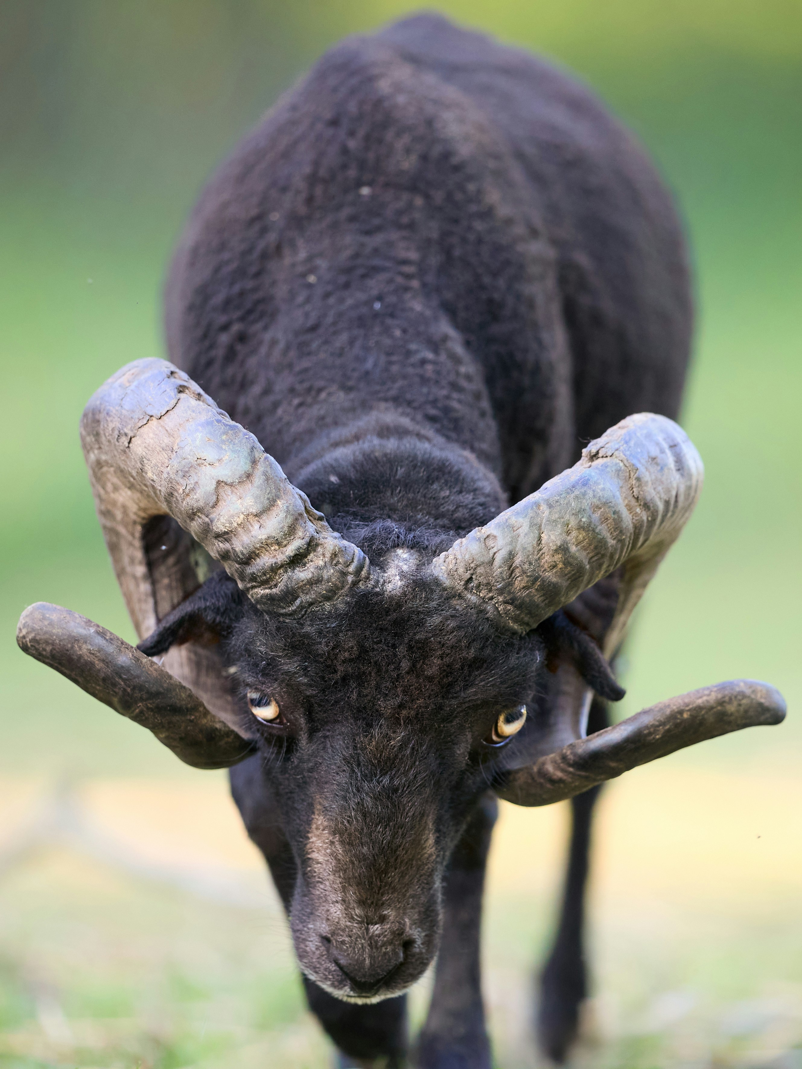 Intense portrait of a black ouessant ram with impressive curved horns, gazing directly at the viewer amidst a soft, natural green background. A powerful and captivating animal. | A black sheep with large curved horns walks forward.