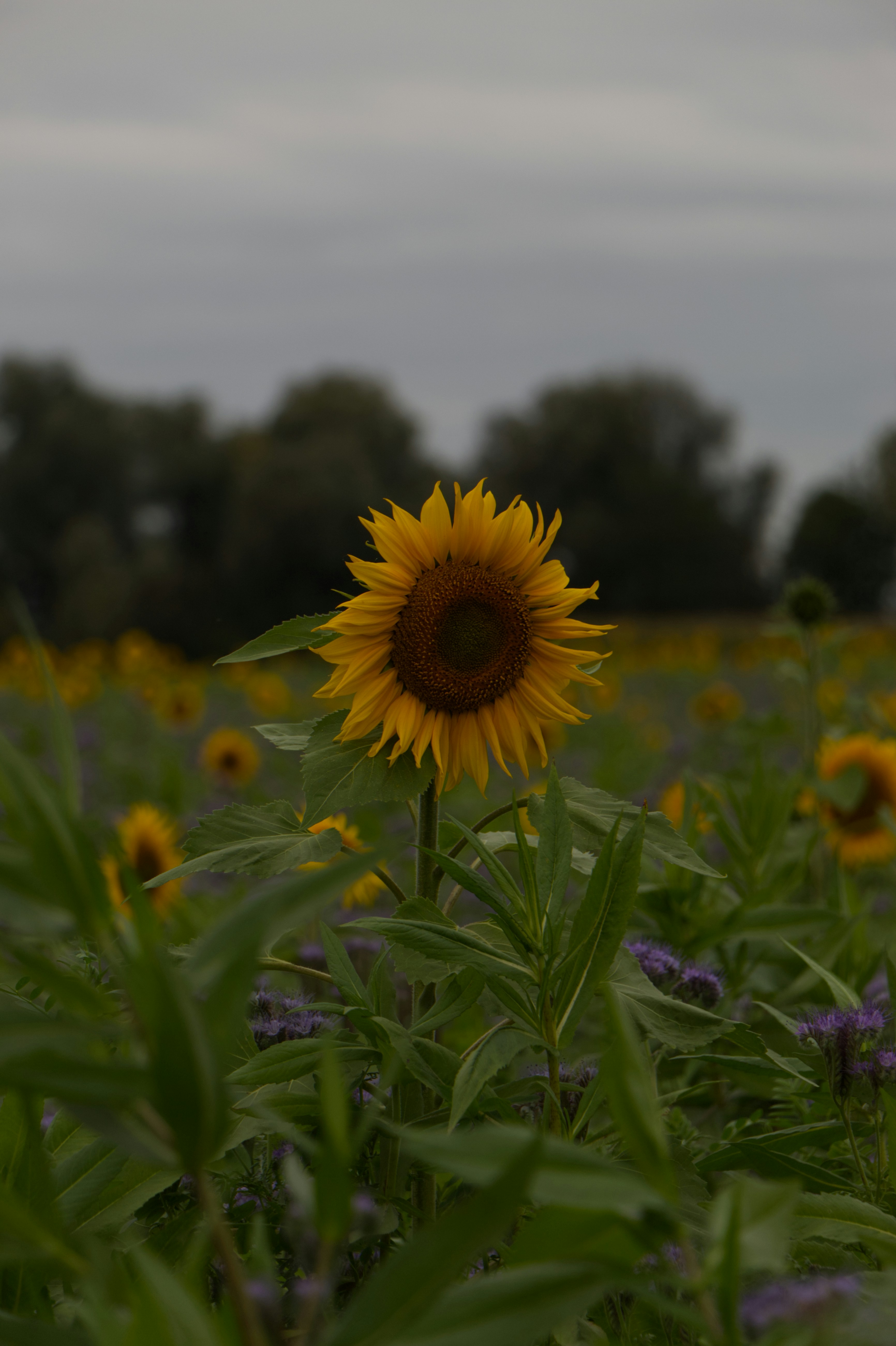 Golden Sentinel Among the Green