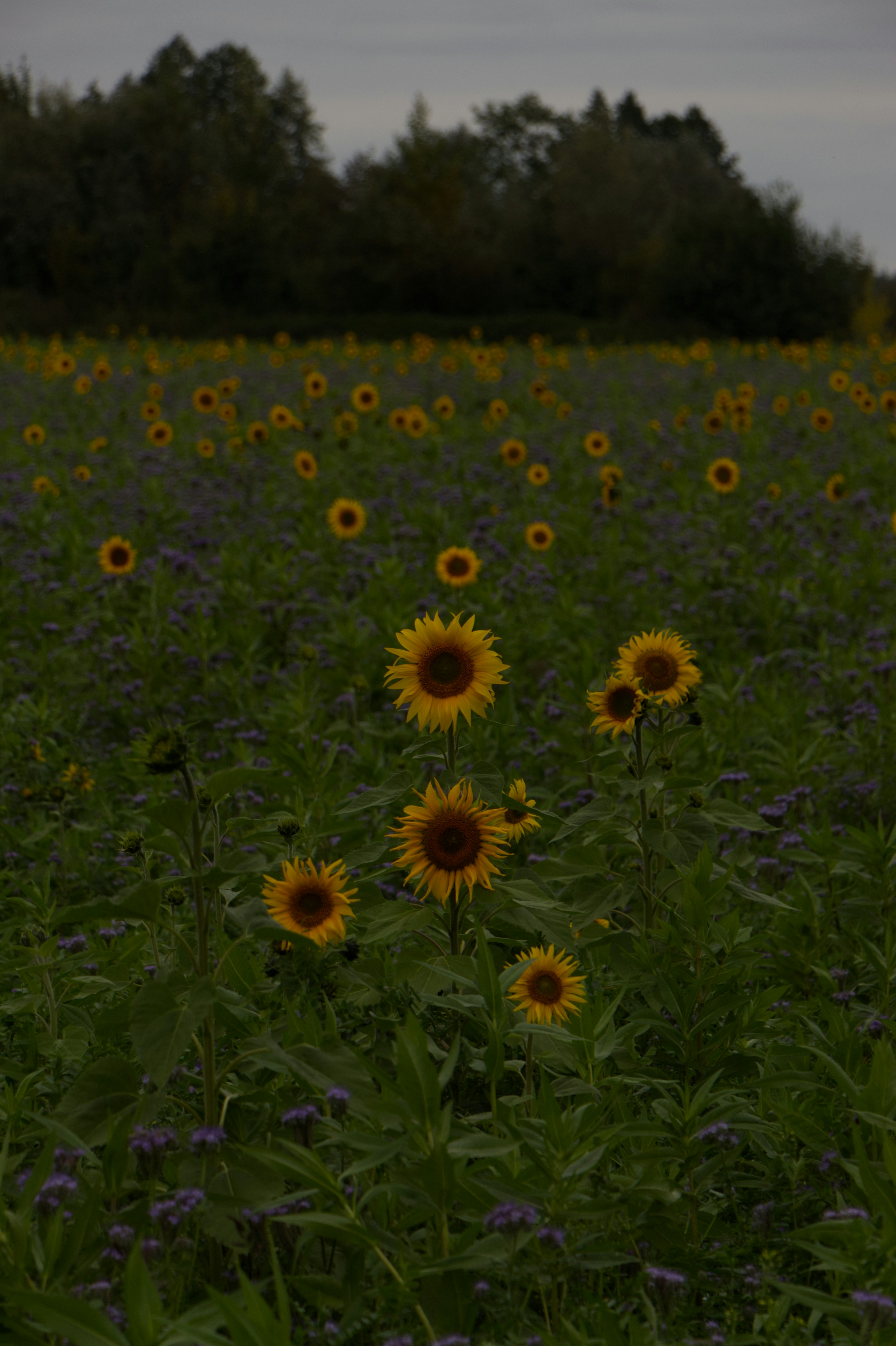 Sunflower Serenade in a Whispering Meadow