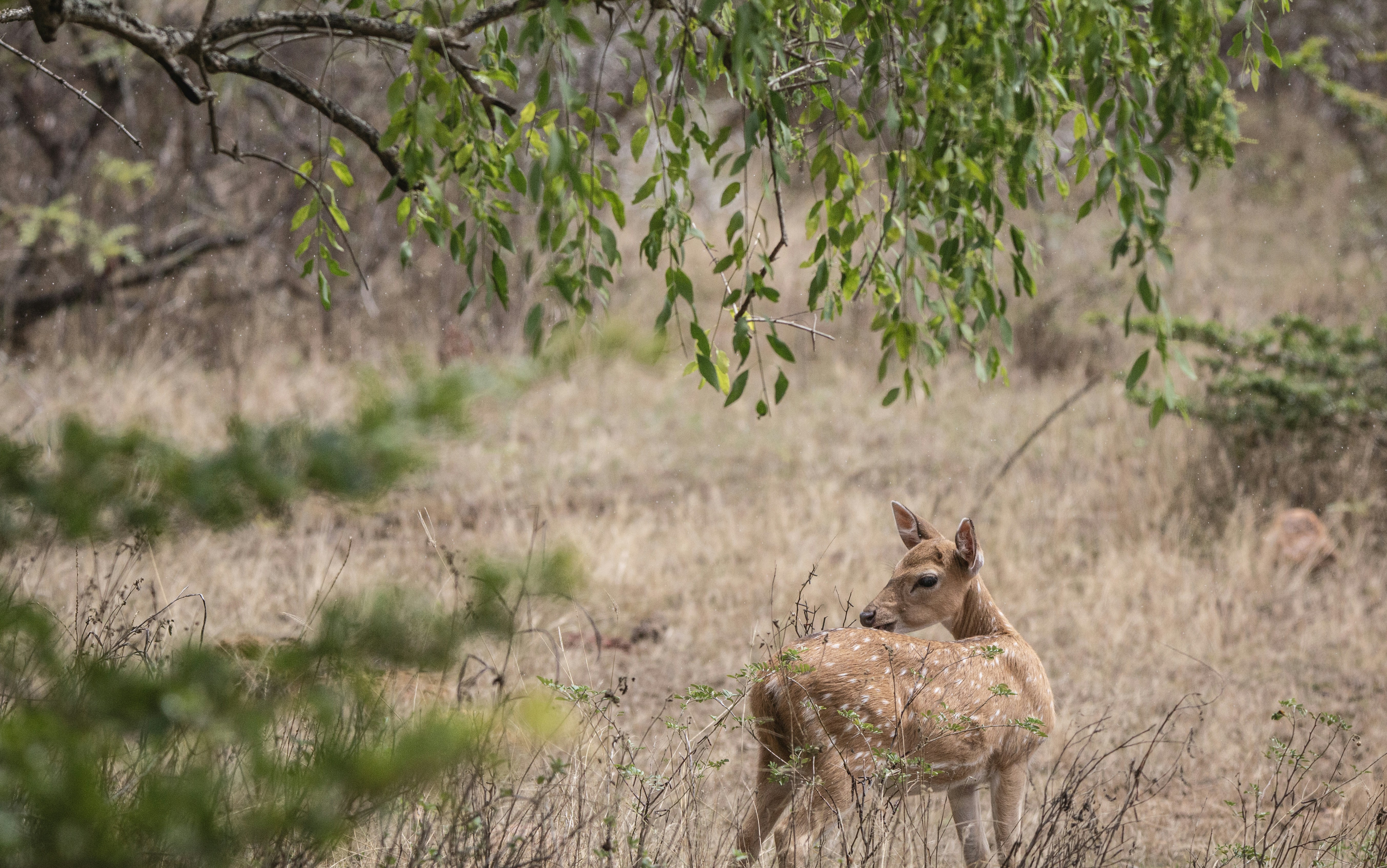 A young deer stands in dry grass under trees.
