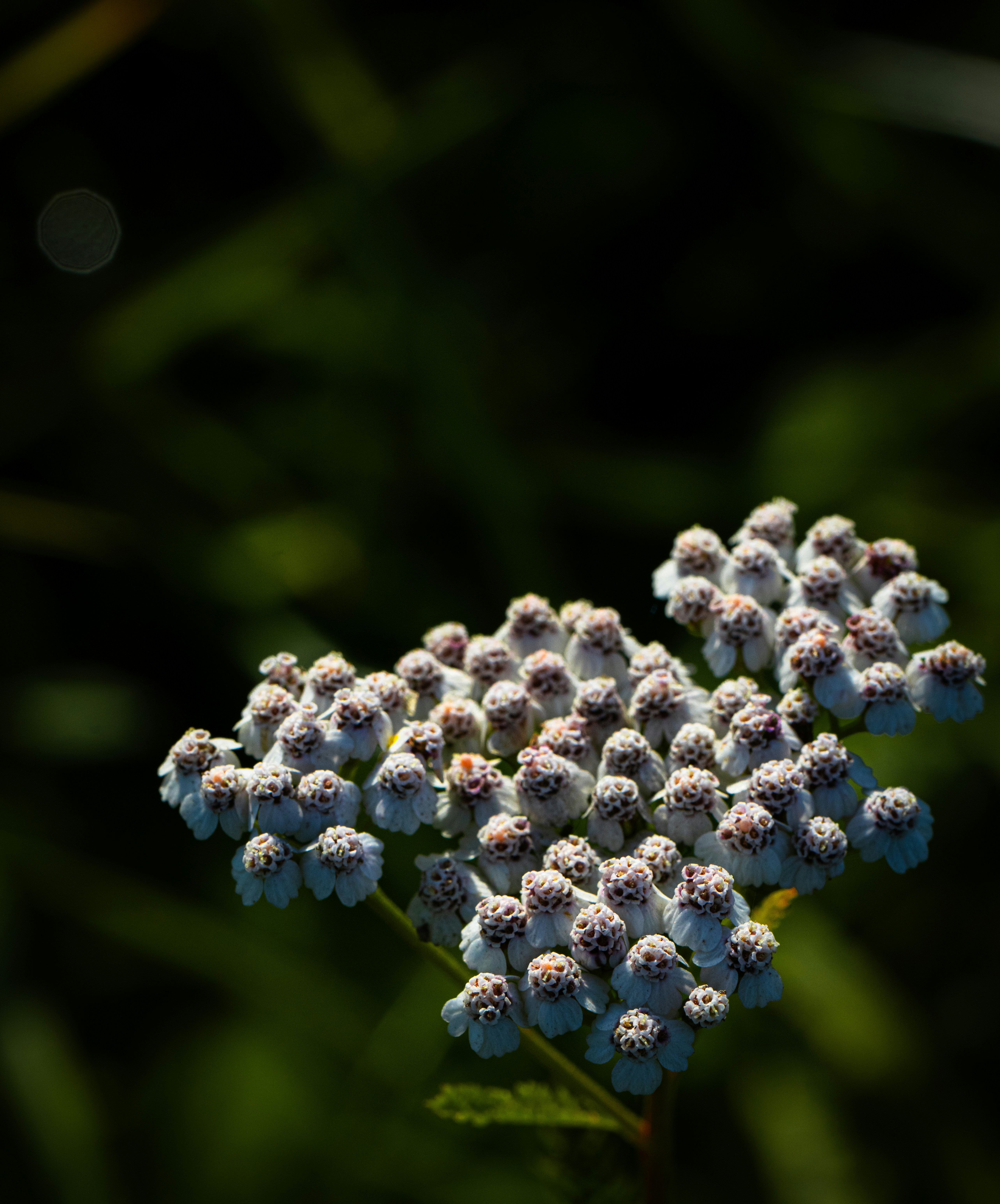 Whispers of Nature: A Floral Symphony