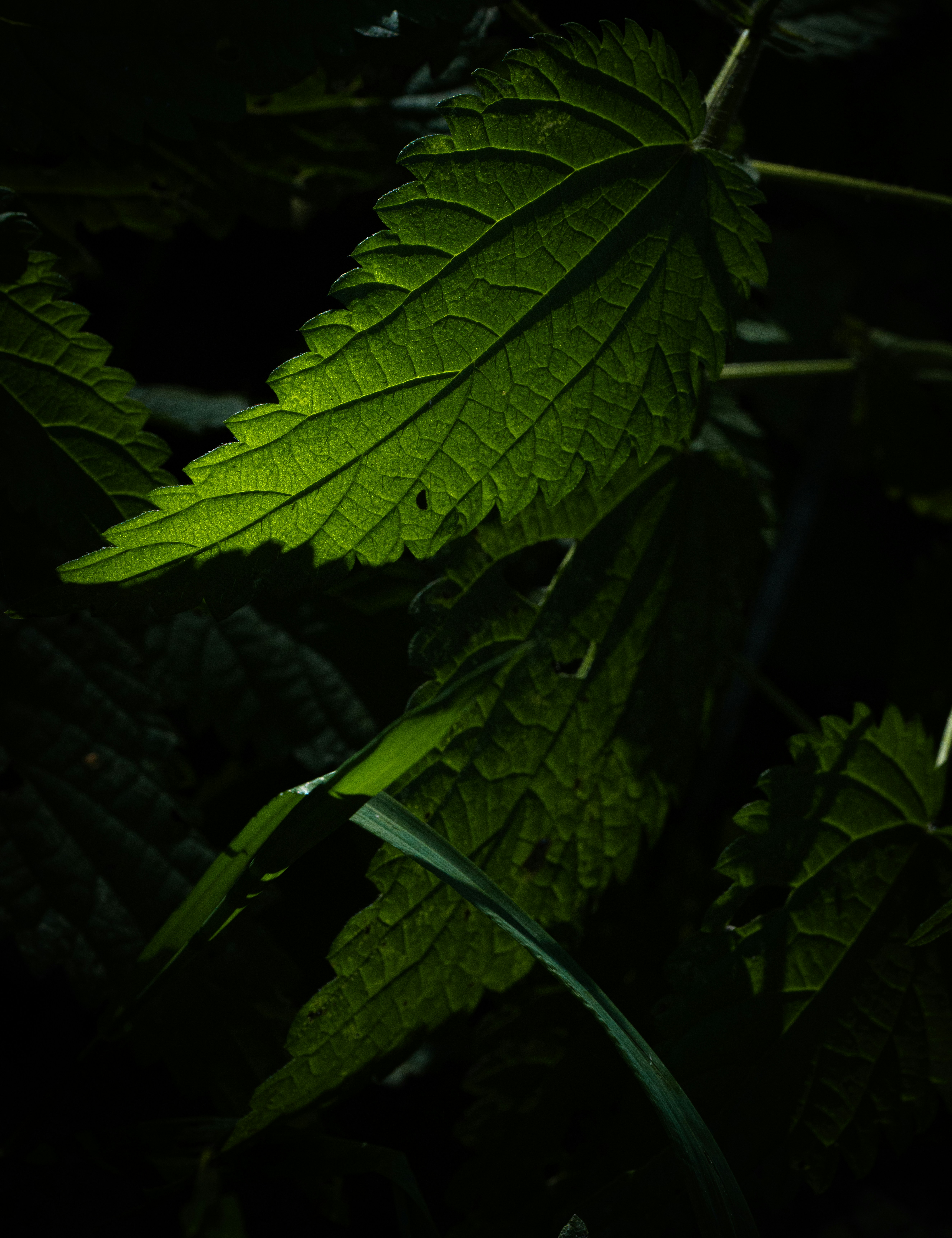 Close-up of bright green leaves in dark forest
