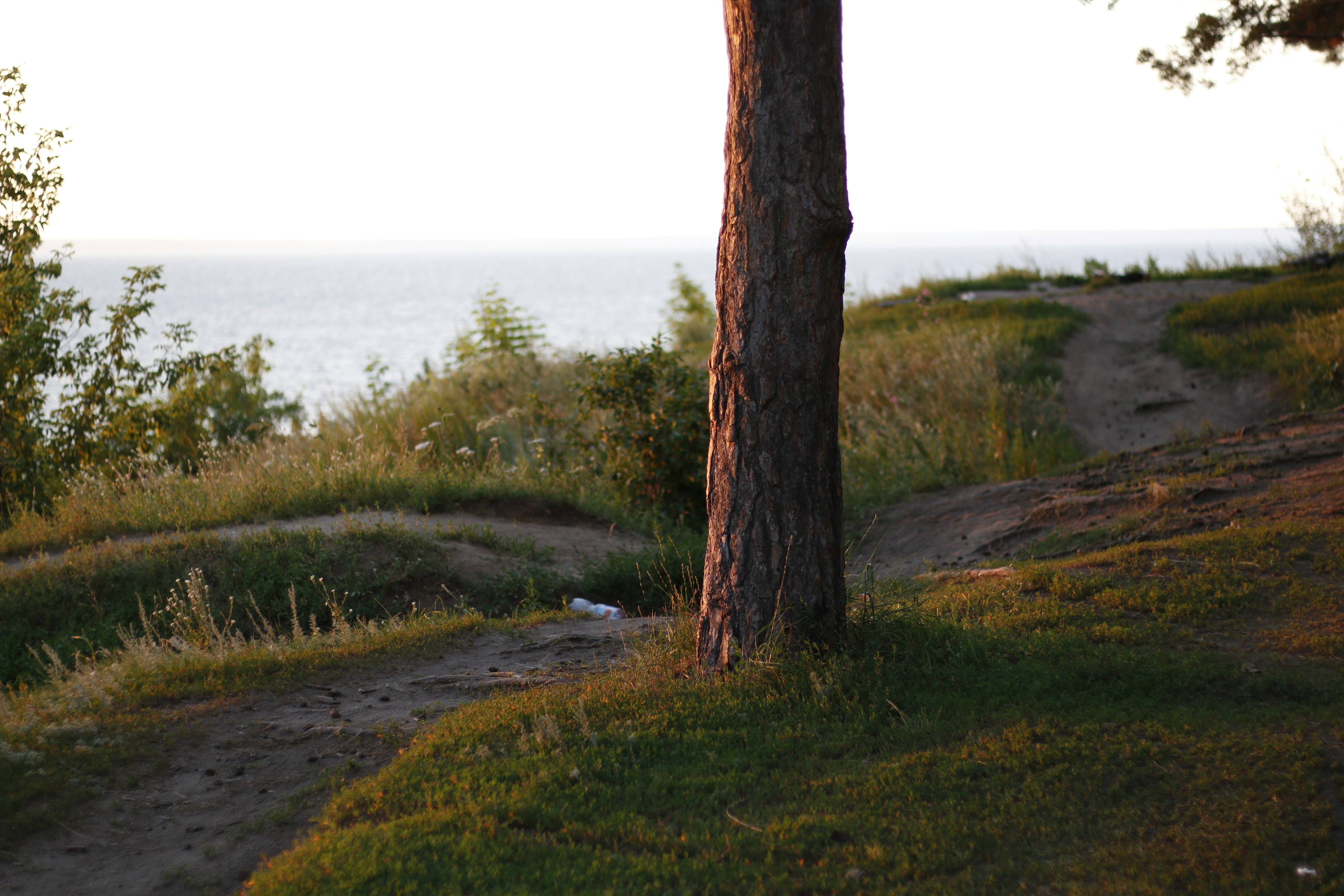 natural landscape | Tree trunk on grassy hill overlooking the ocean