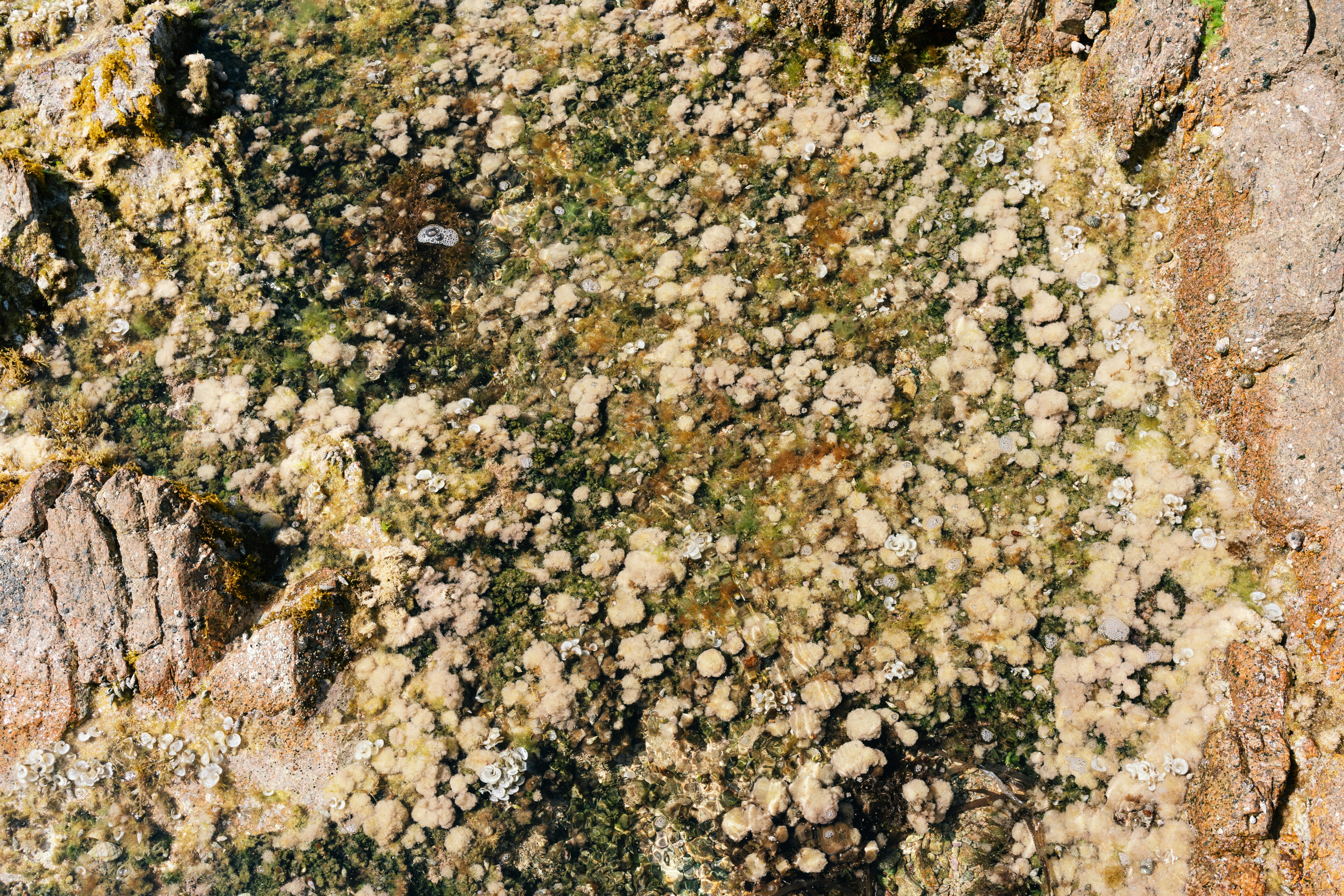 Close-up of lichen growing on rocks