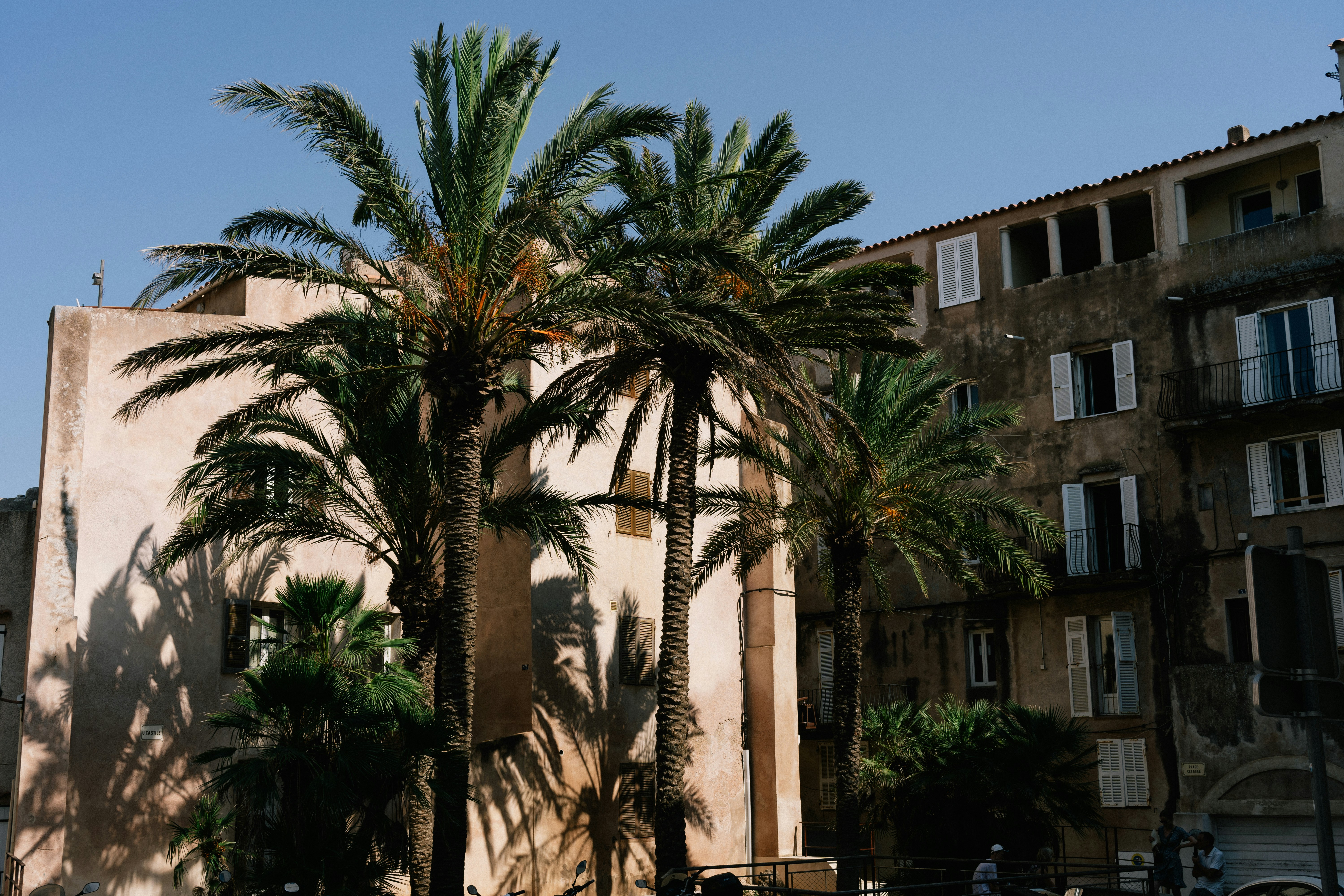 Palm trees in front of old buildings under blue sky