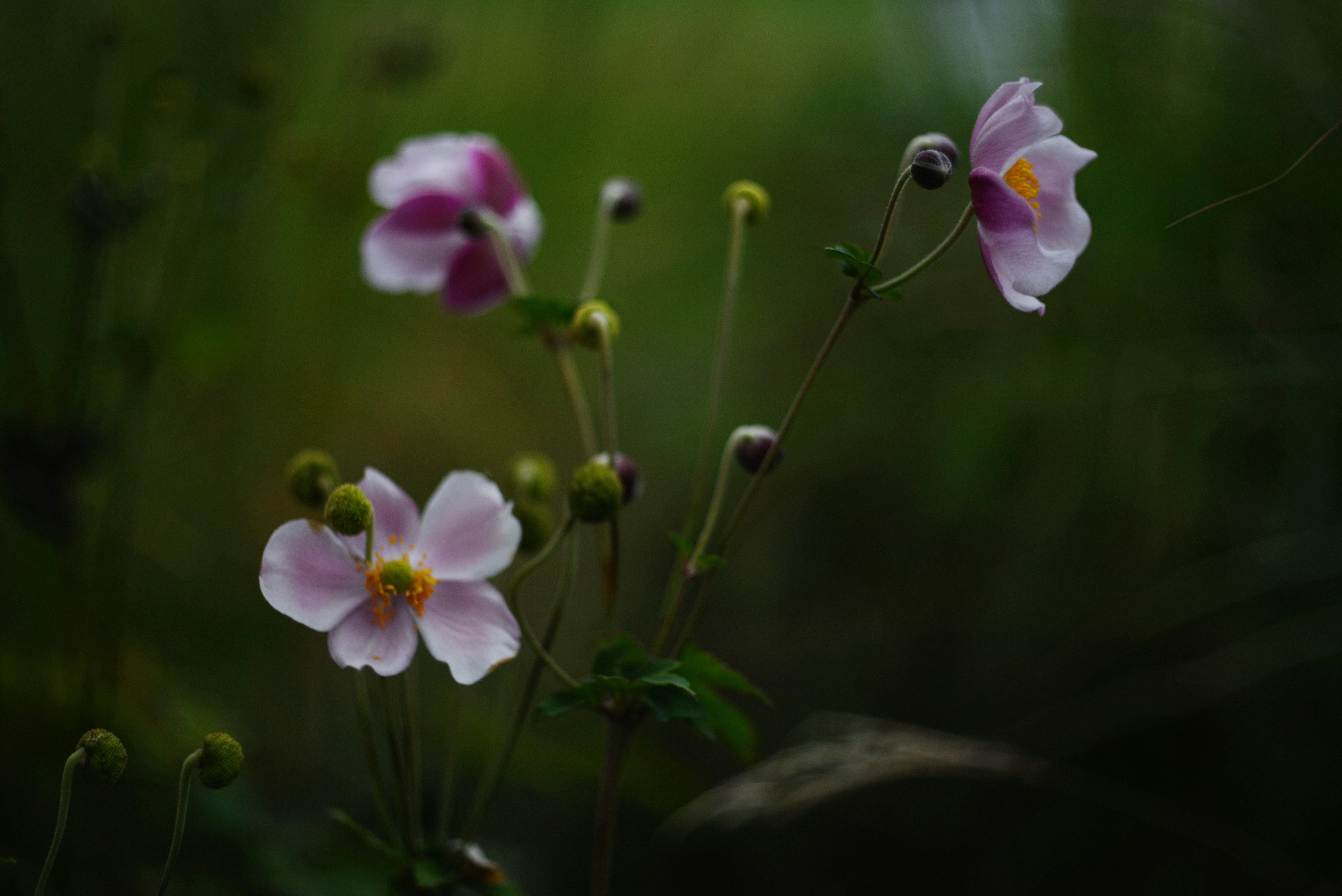 Delicate pink flowers bloom in a dark garden.