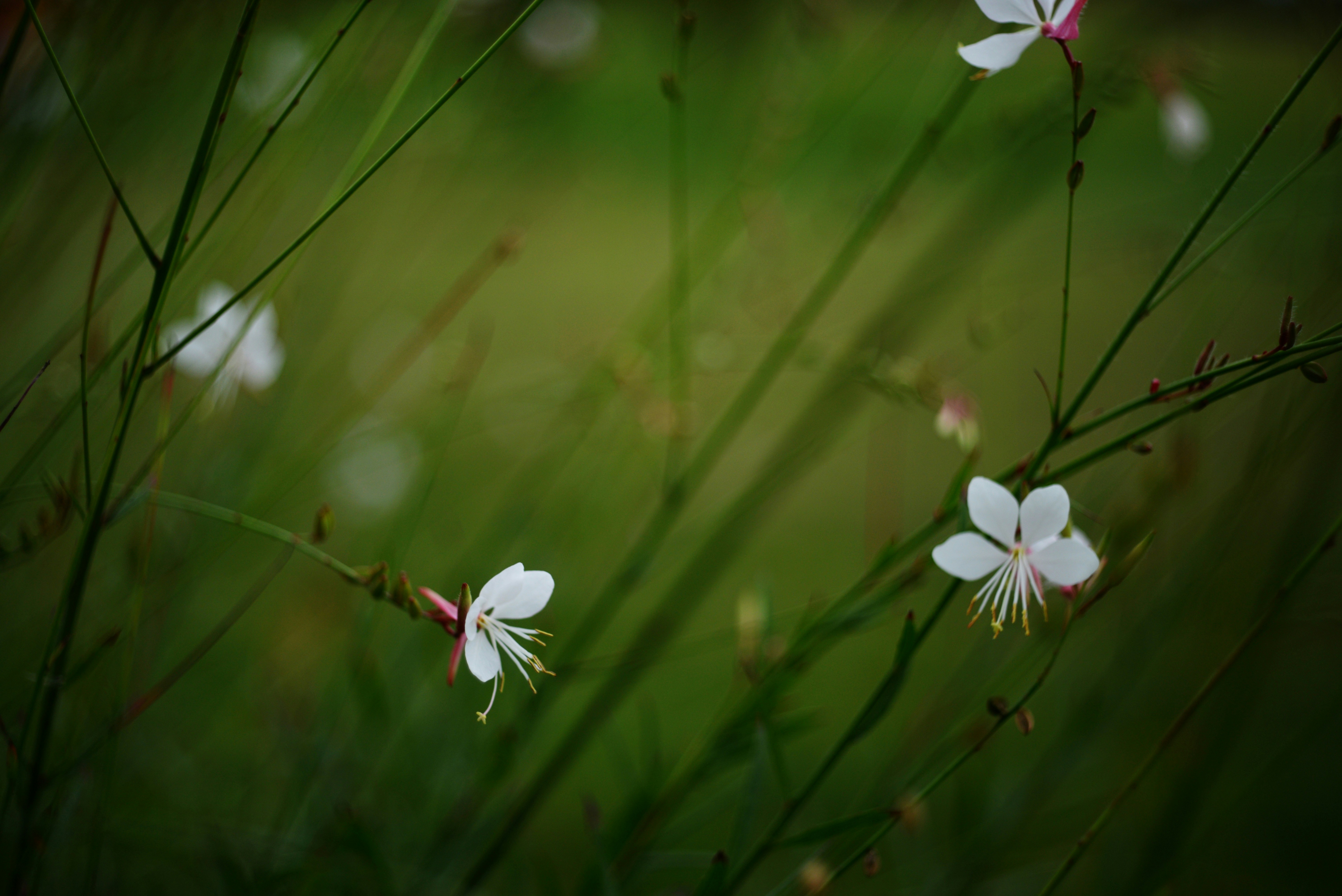 Delicate white flowers bloom among green stems.