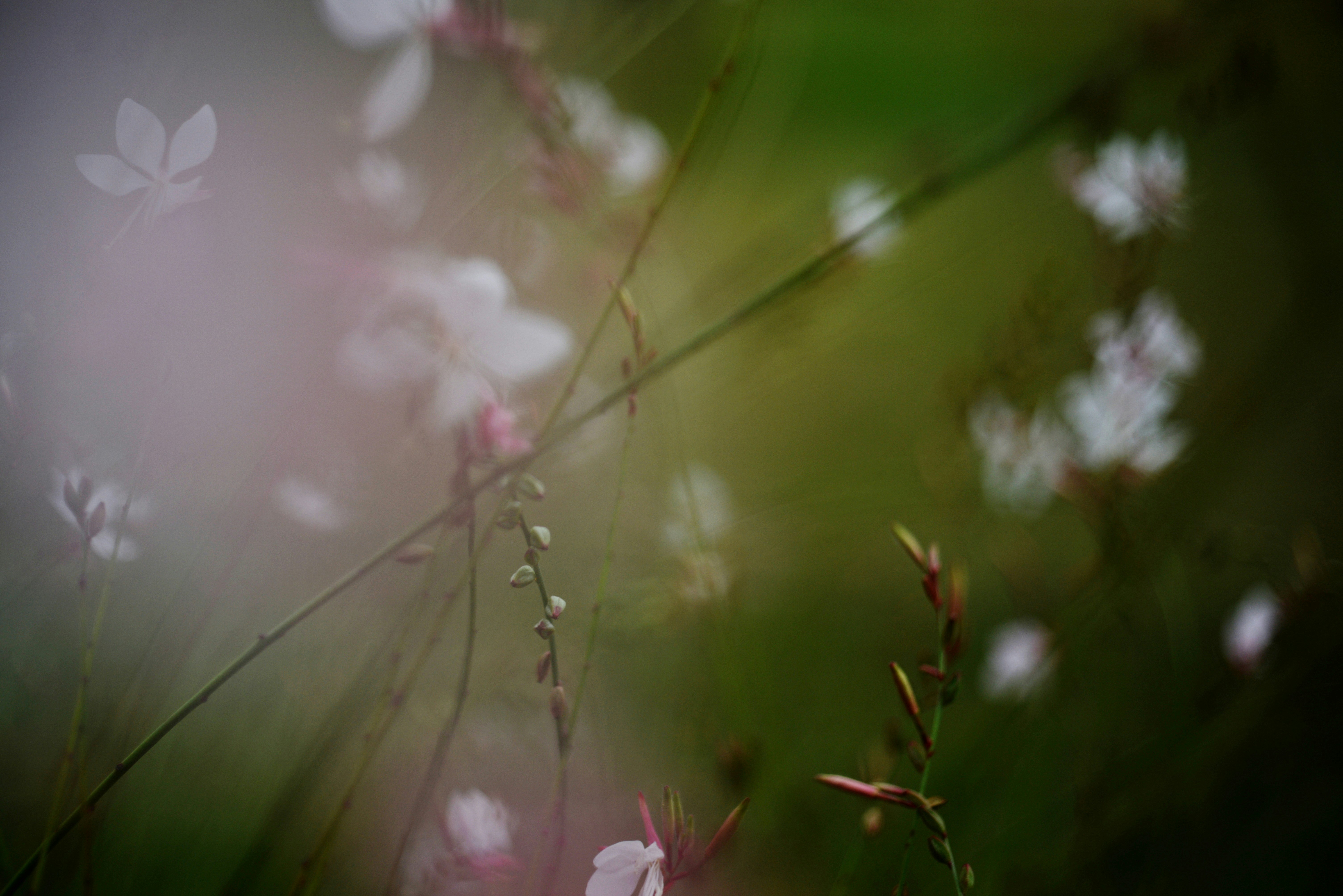 Delicate wildflowers sway gently in a soft-focus background, creating a serene and dreamy atmosphere.