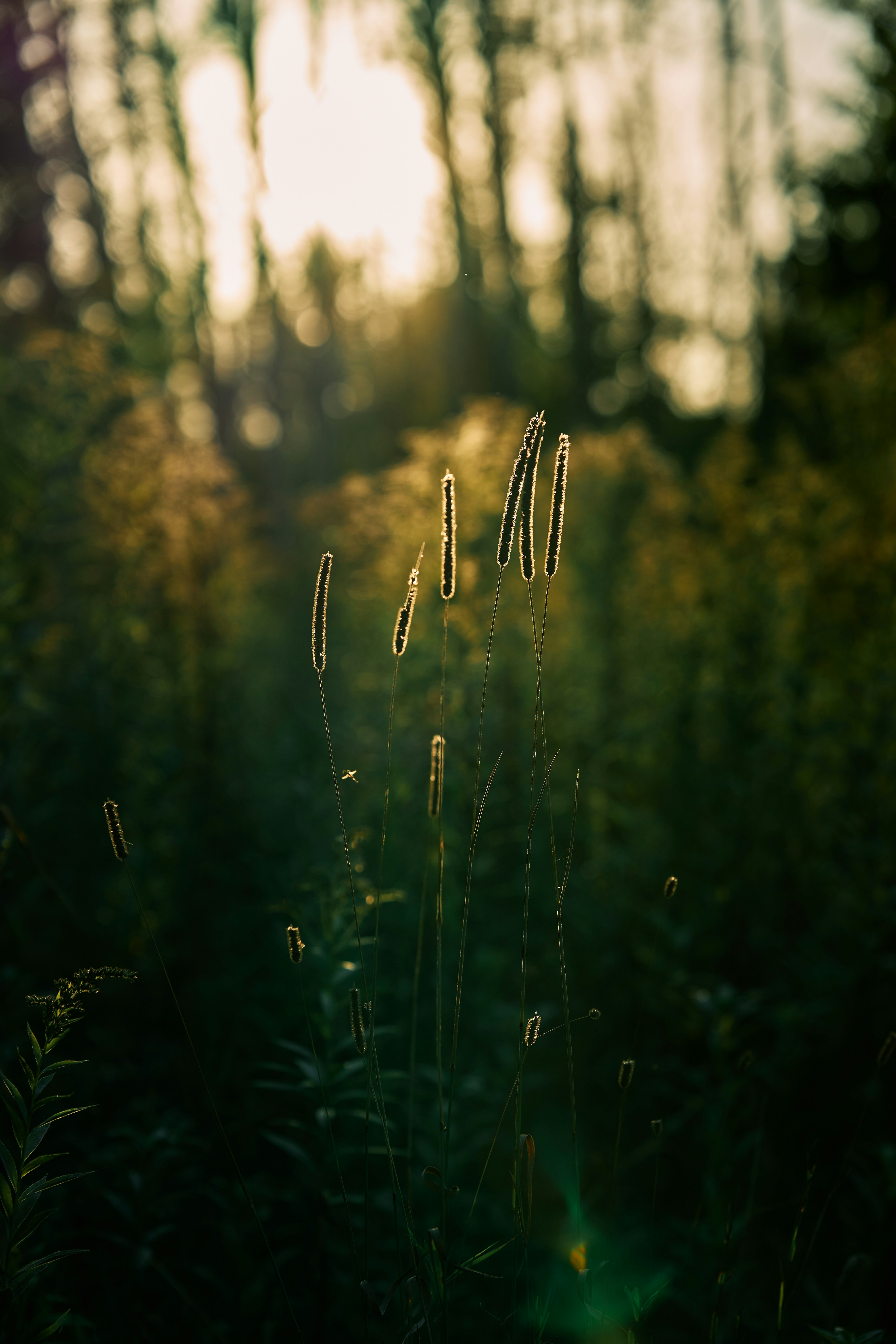 Whispers of the Wild: Nature's Golden Hour