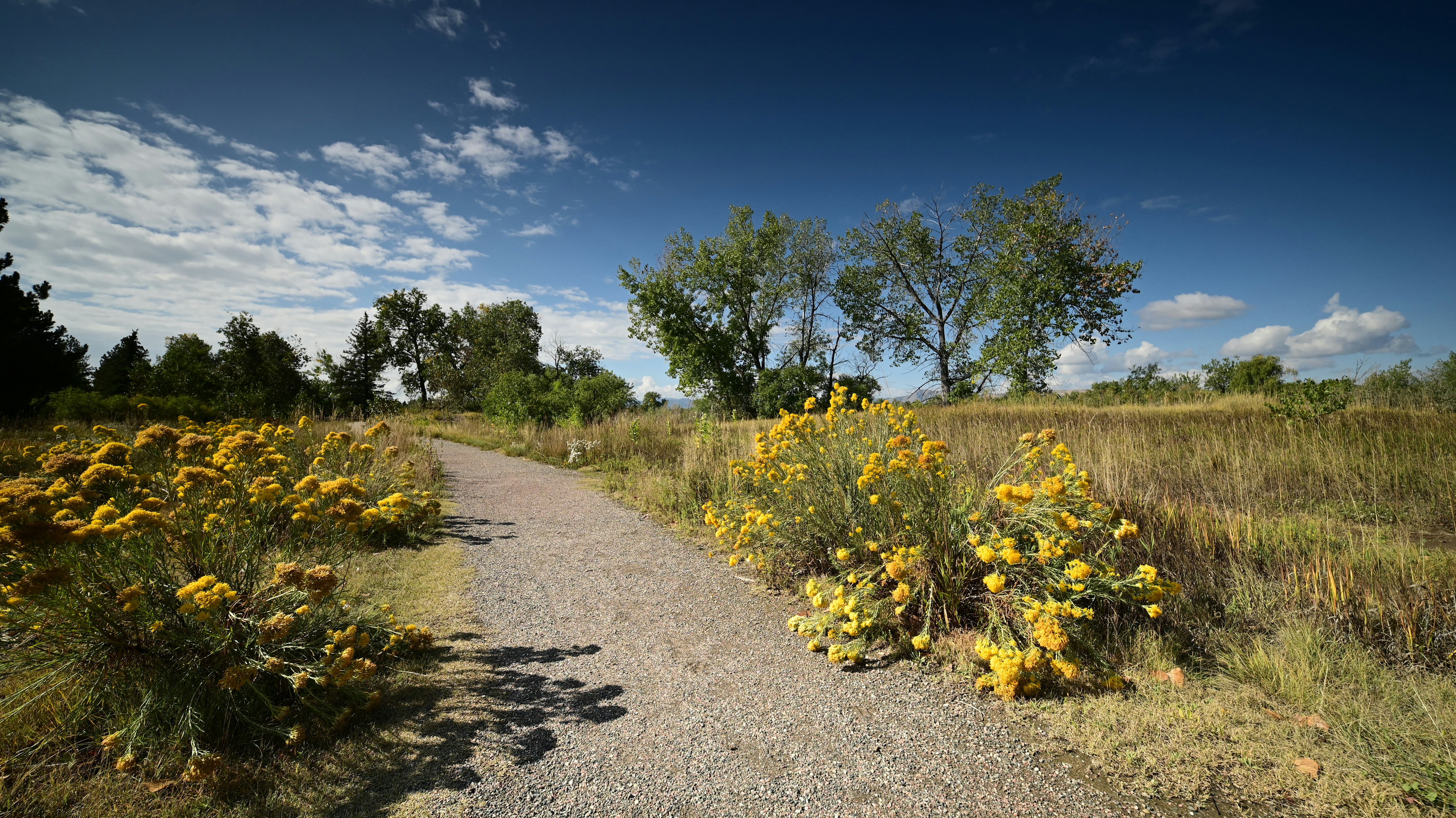 Gravel path through a field of yellow wildflowers.