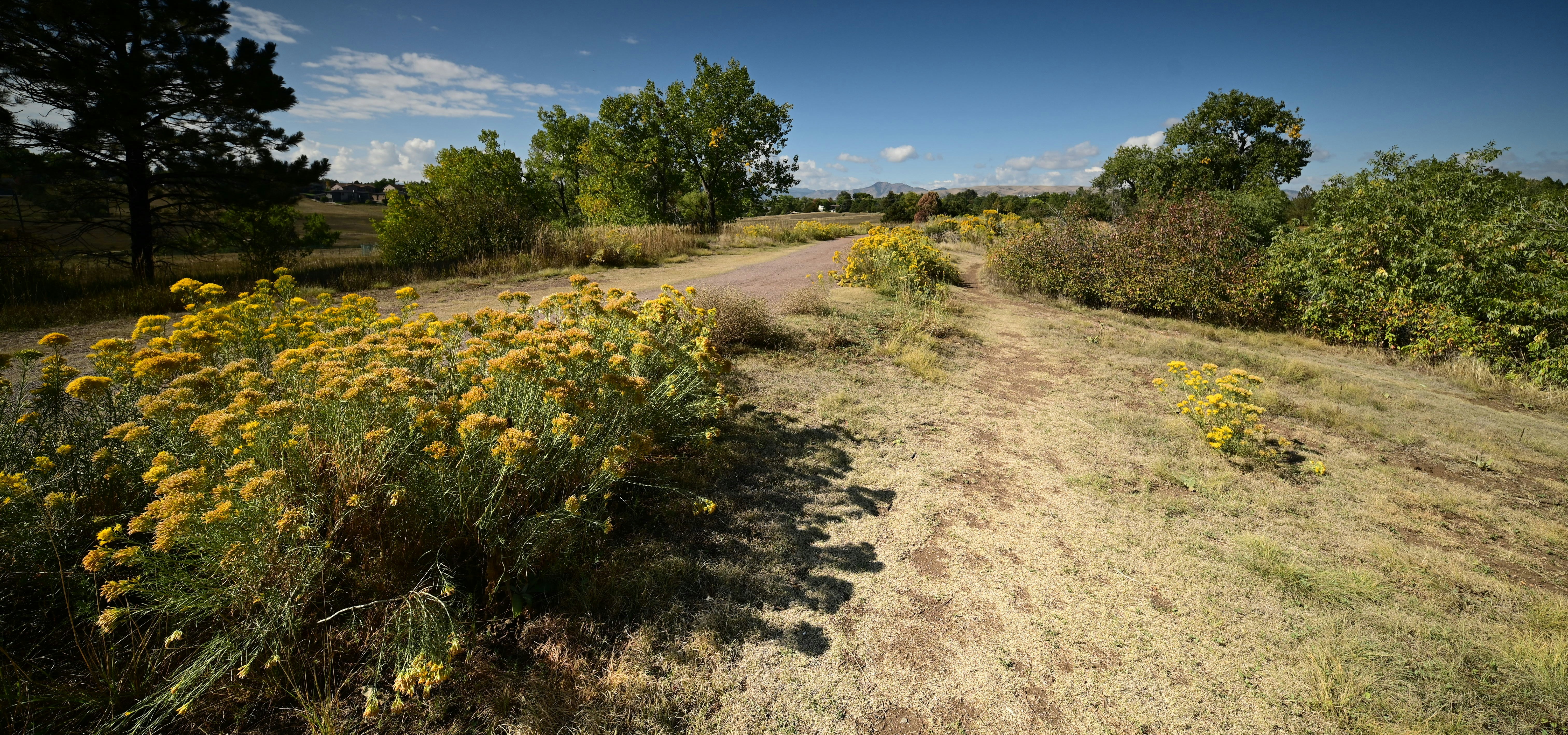 Pathway Through Golden Blooms
